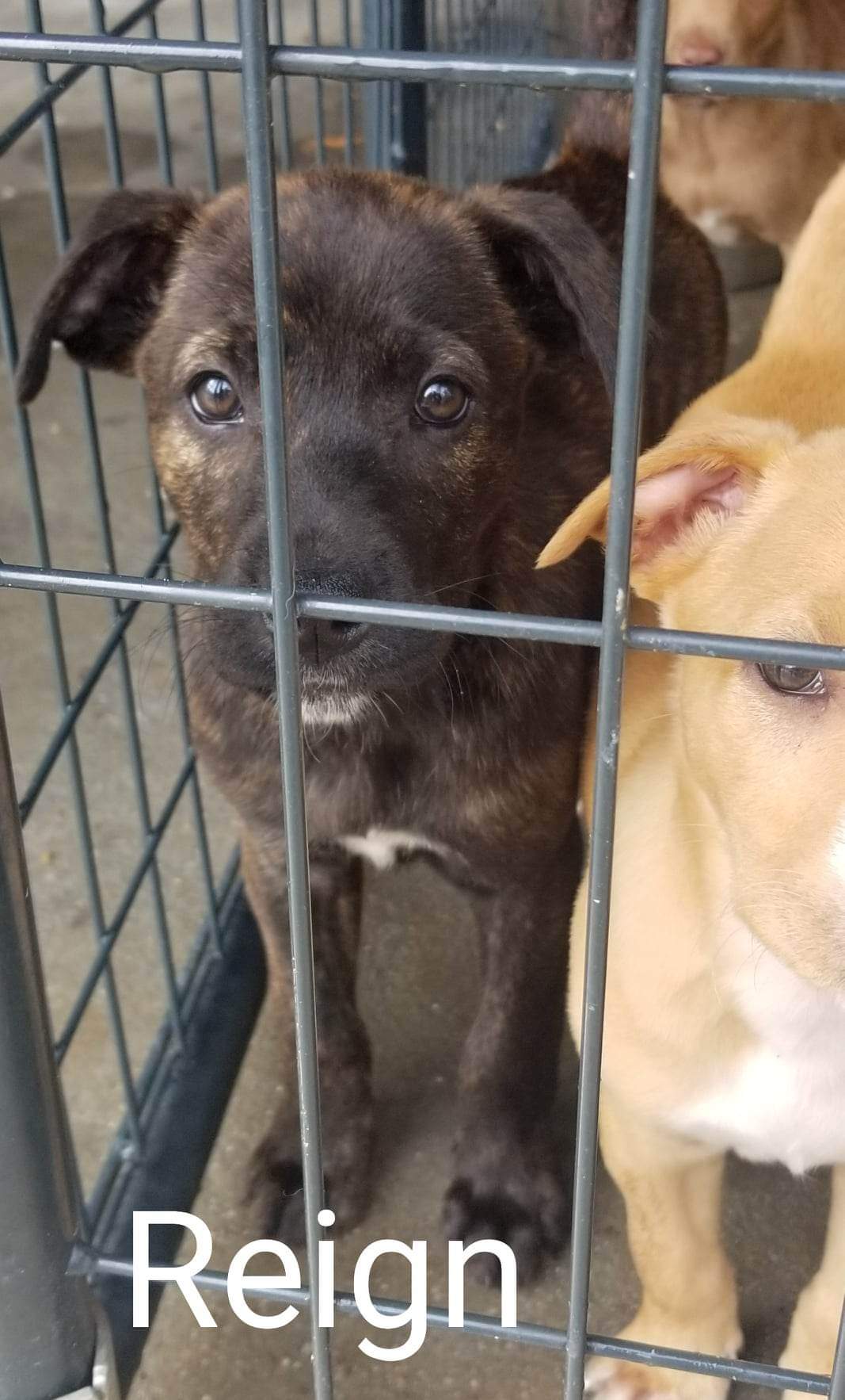 Dog for Adoption - R group girls, a Shepherd in Beverly Hills, FL ...