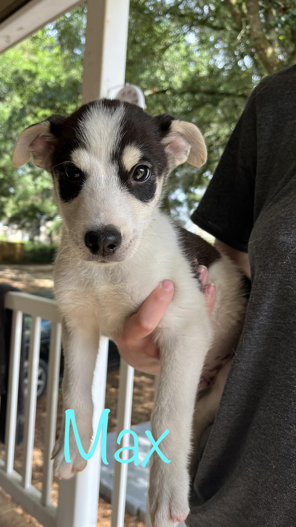 Dog for Adoption - 8 Below Max, a Husky in North Weeki Wachee, FL ...