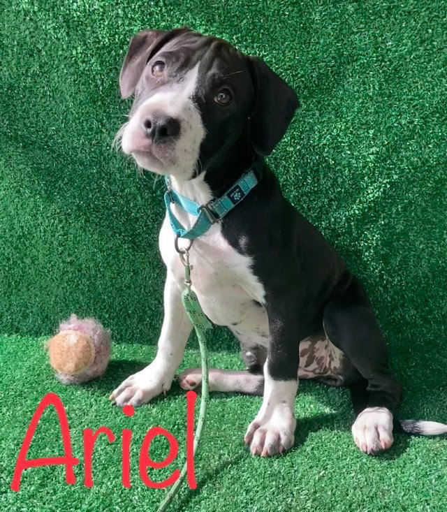Dog for Adoption - A litter Ariel, a Pointer in Beacon Square, FL ...