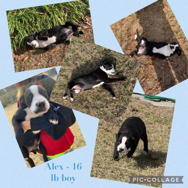 Dog for Adoption - Alex,Mark,Jackson,Derek, a Australian Shepherd in ...