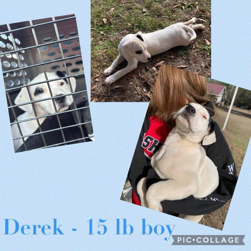 Dog for Adoption - Alex,Mark,Jackson,Derek, a Australian Shepherd in ...