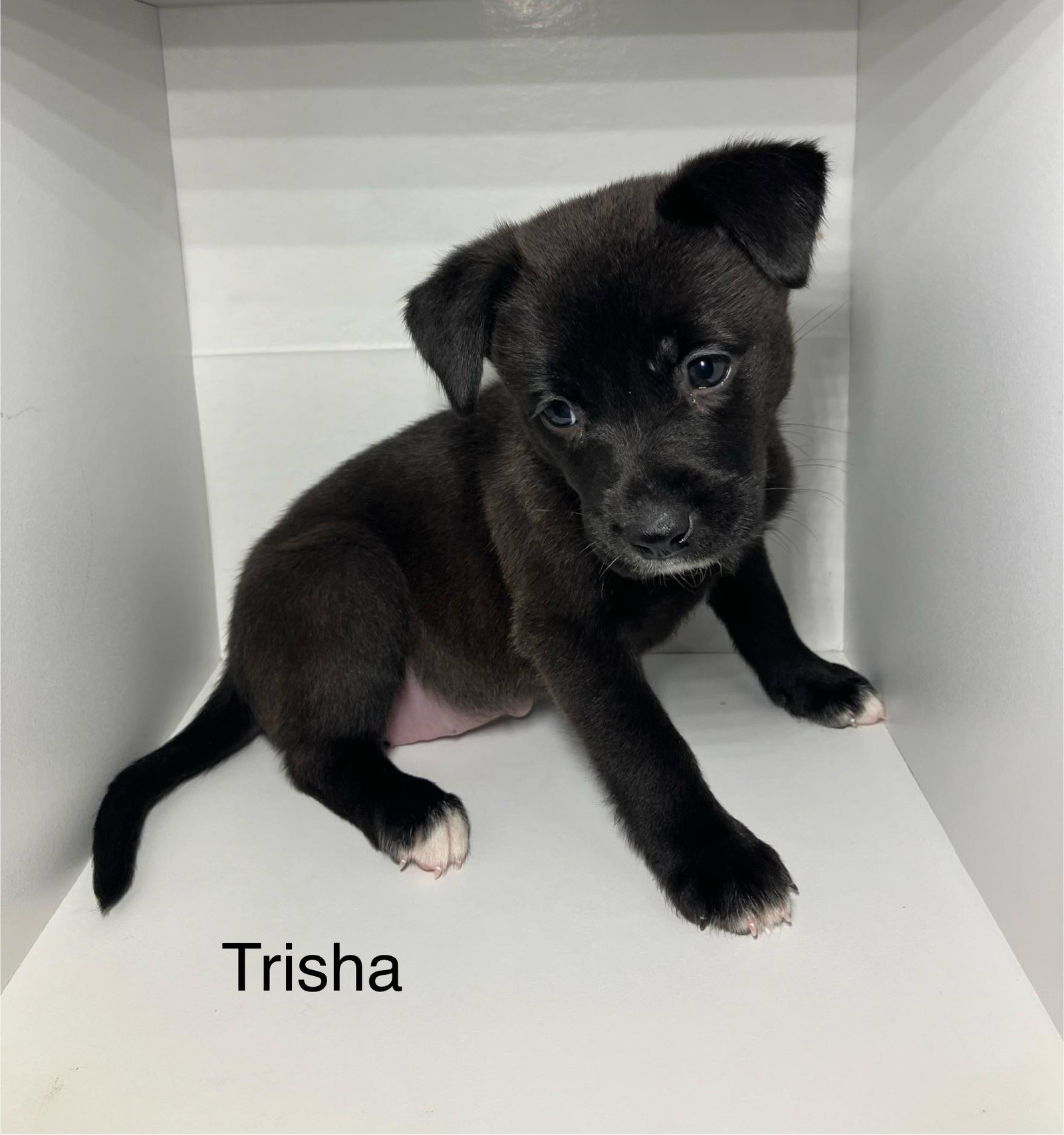 Dog for Adoption - Country girls, a Terrier in Fussels Corner, FL ...