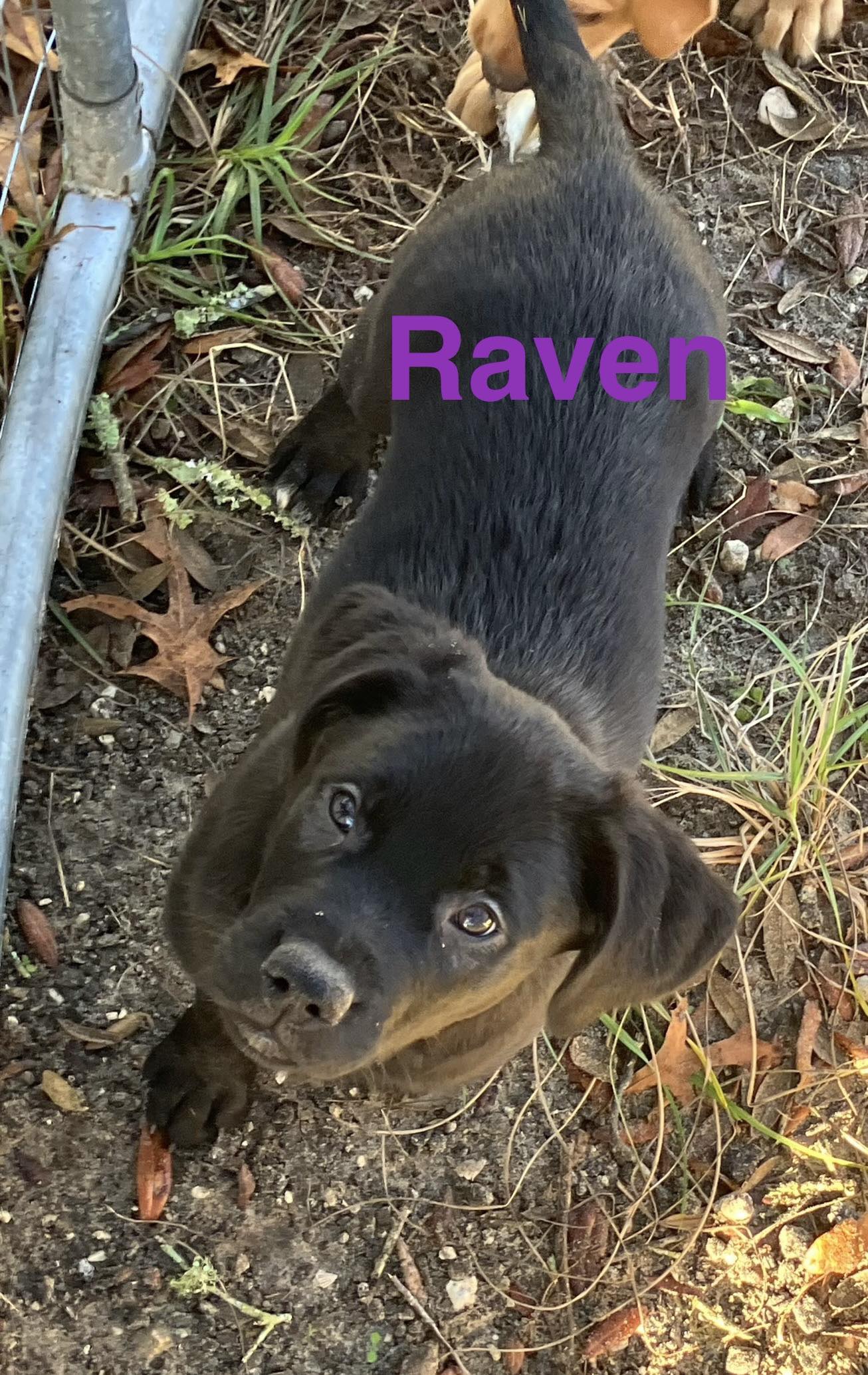 Dog for Adoption - Rexie,Raven,Ruffy, a Golden Retriever in The ...