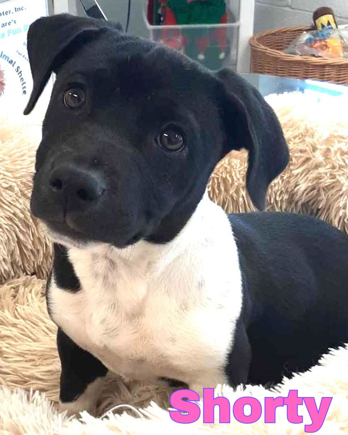 Dog for Adoption - Shorty and Sushi, a Jack Russell Terrier in Valrico ...