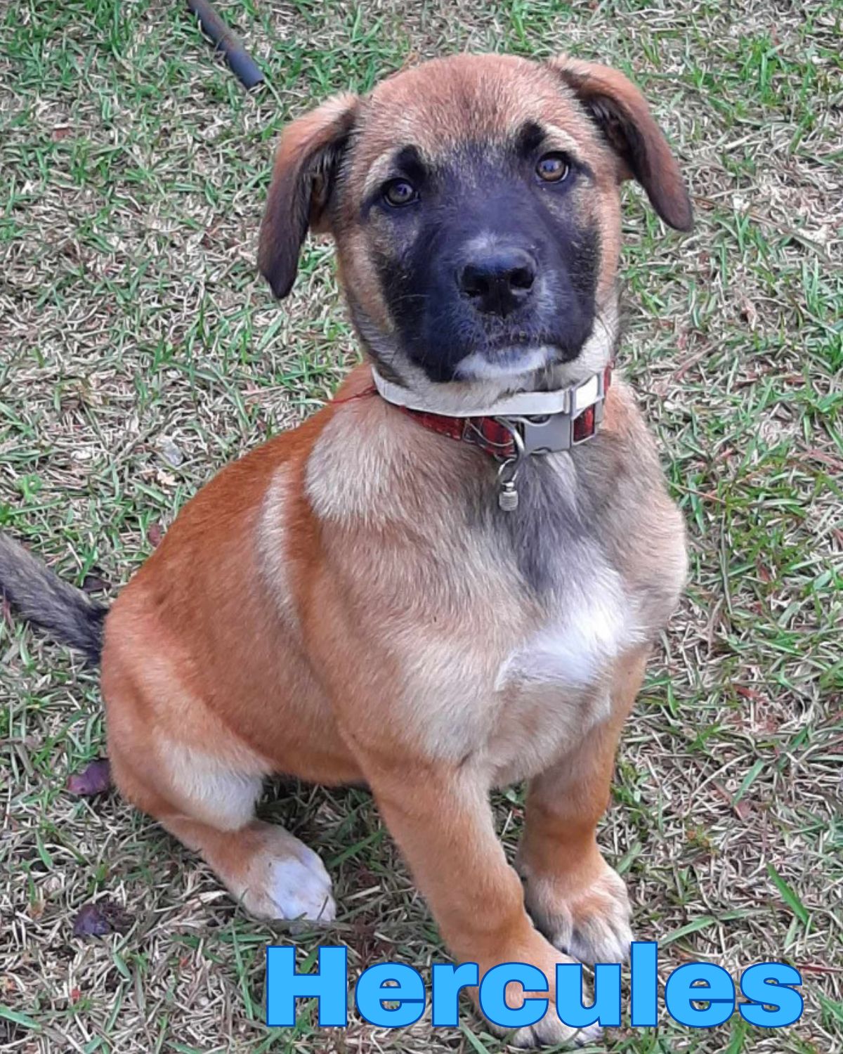 Dog for Adoption - Hercules, a Anatolian Shepherd in New Port Richey East, FL | Alpha Paw