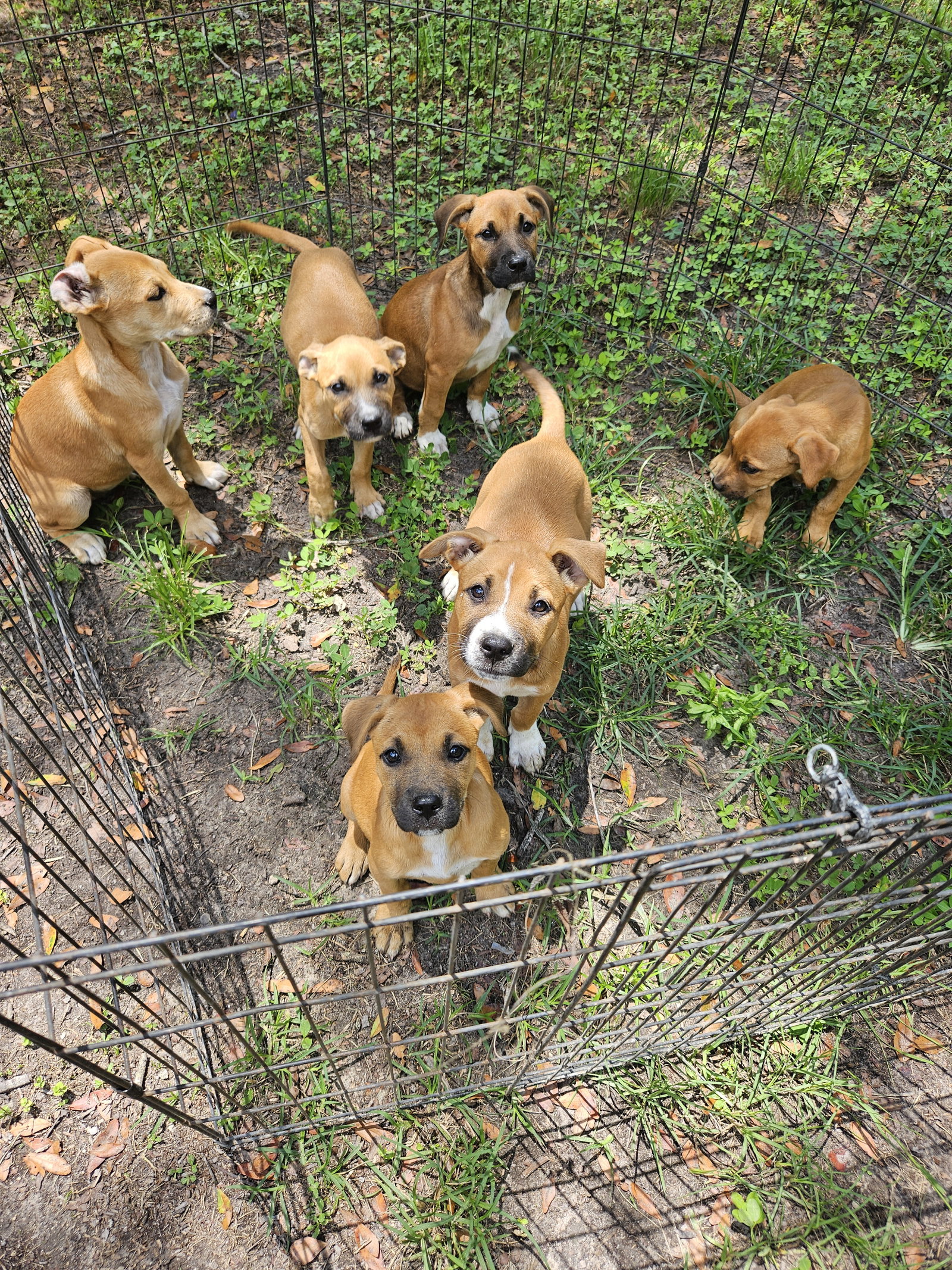 Dog for Adoption - Tulip, a Black Mouth Cur in North Weeki Wachee, FL ...