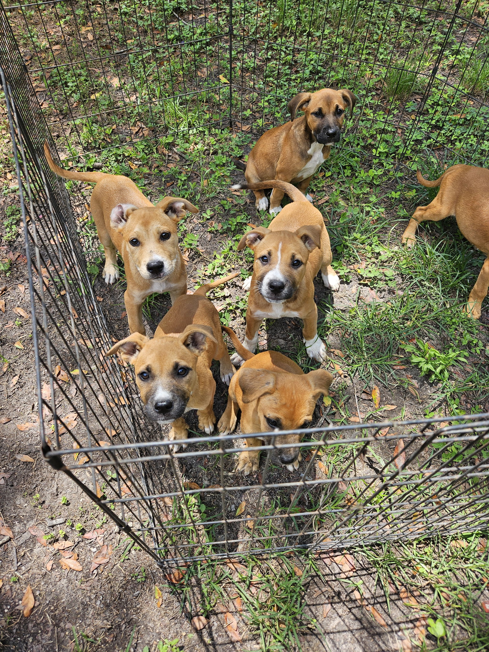 Dog for Adoption - Violet, a Black Mouth Cur in Tarpon Springs, FL ...