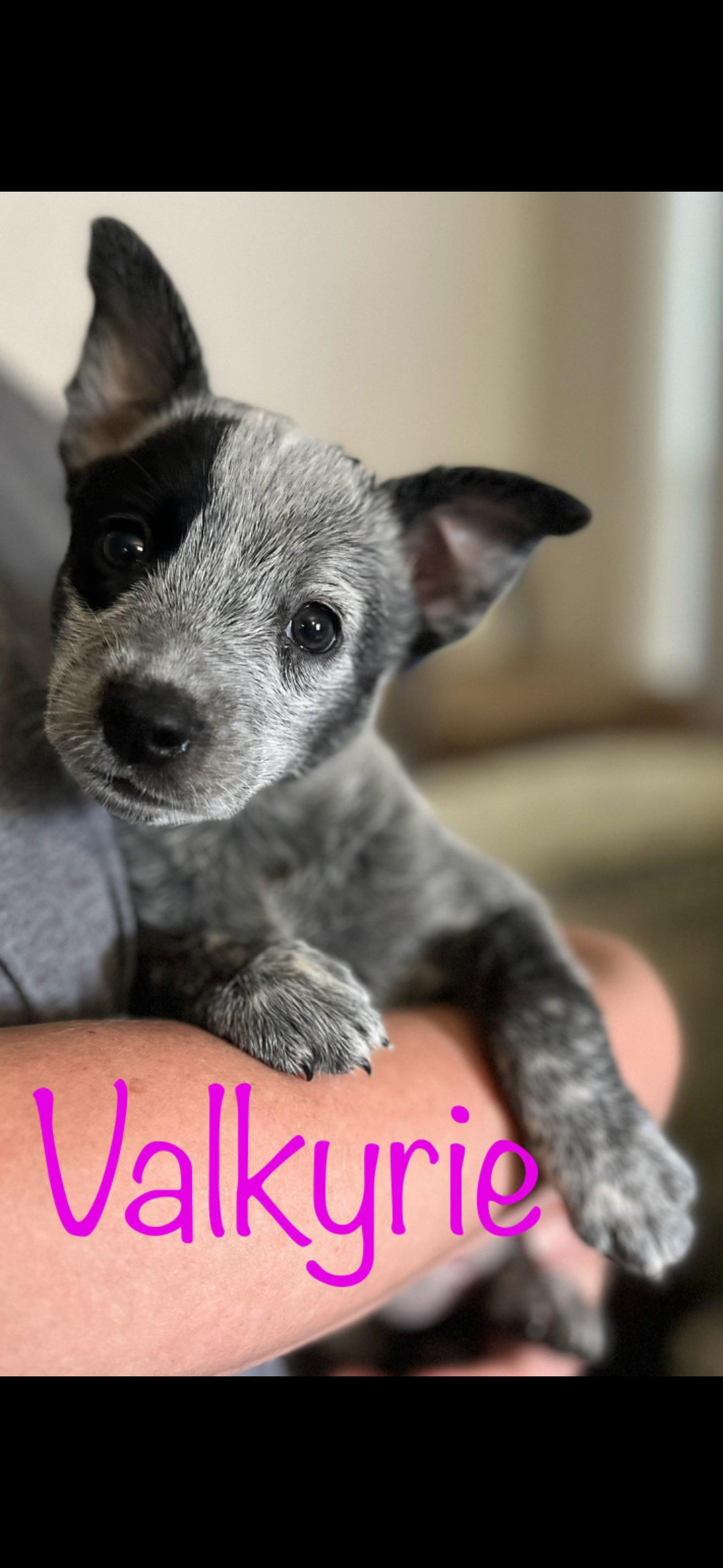 Dog for Adoption - Valkyrie, a Australian Cattle Dog/Blue Heeler in The ...