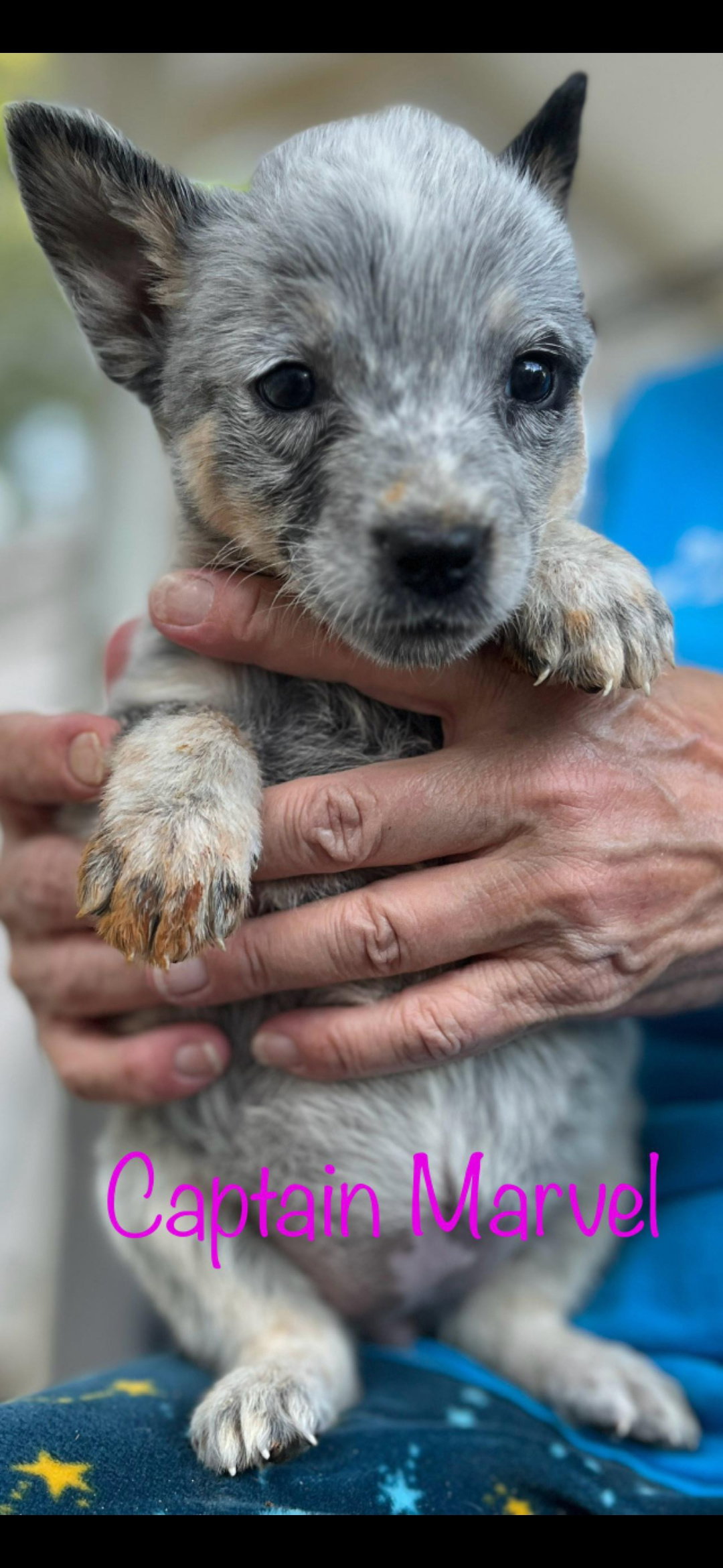 Dog for Adoption - Capt. Marvel, a Australian Cattle Dog/Blue Heeler in ...
