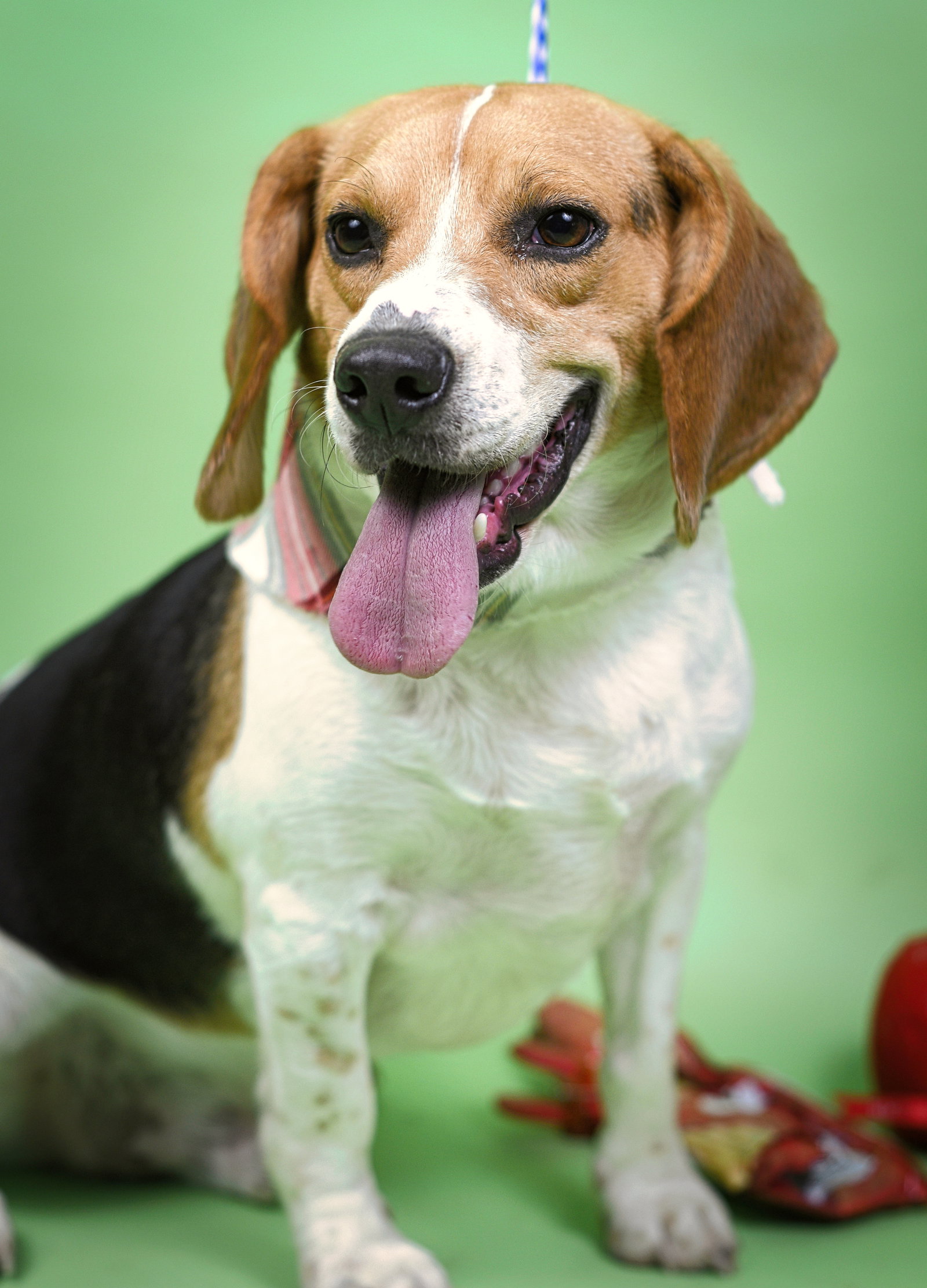 Dog for Adoption - Buddy, a Beagle in Batesville, MS | Alpha Paw