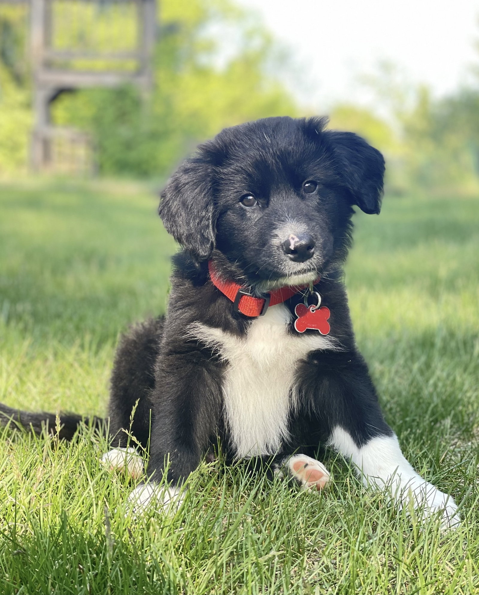 Dog for Adoption - Barry - PENDING, a Border Collie in Eldorado, WI ...
