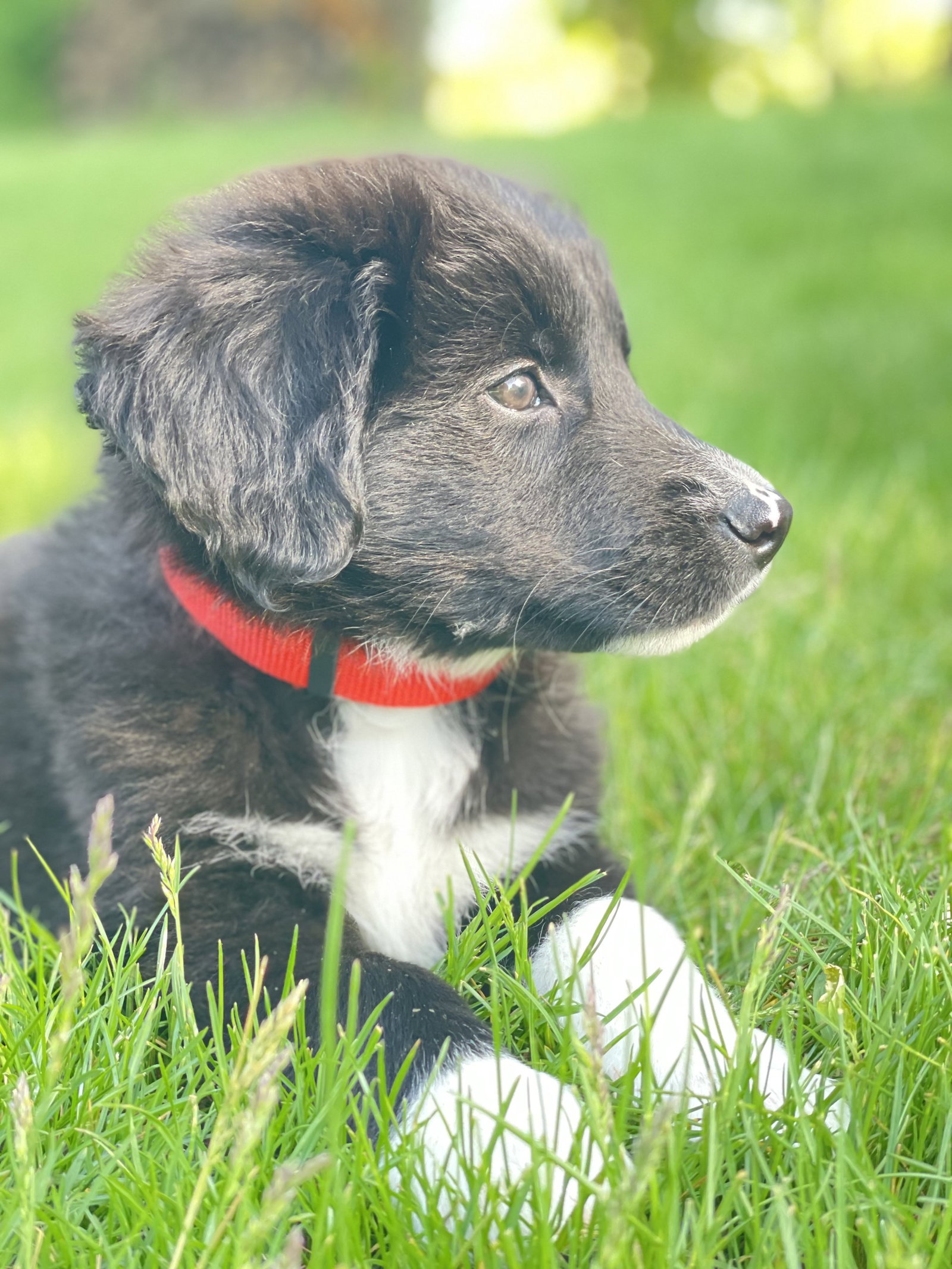 Dog for Adoption - Barry - PENDING, a Border Collie in Eldorado, WI ...
