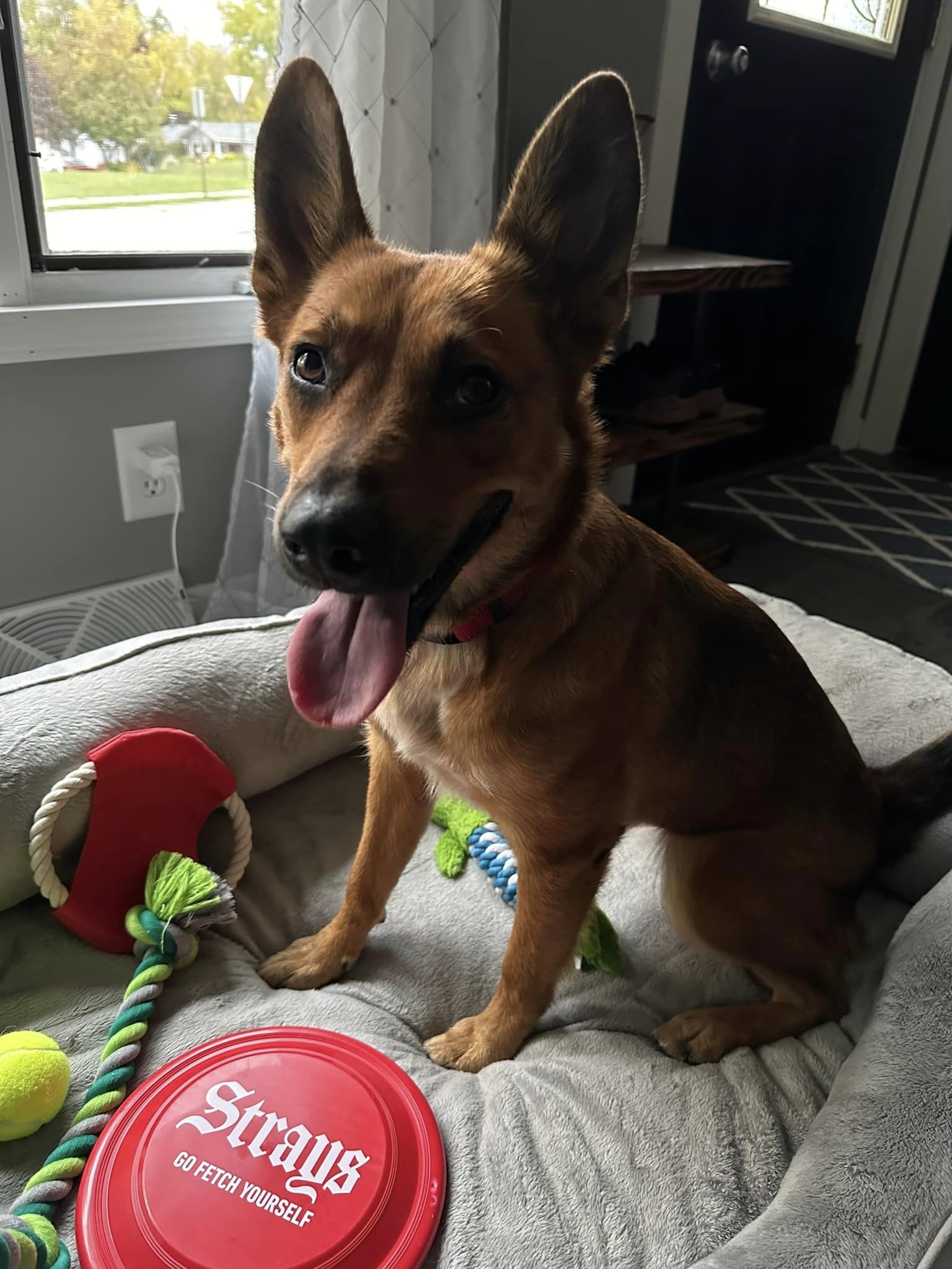 Dog for Adoption - Cece - PENDING, a German Shepherd Dog in Beaver Dam ...