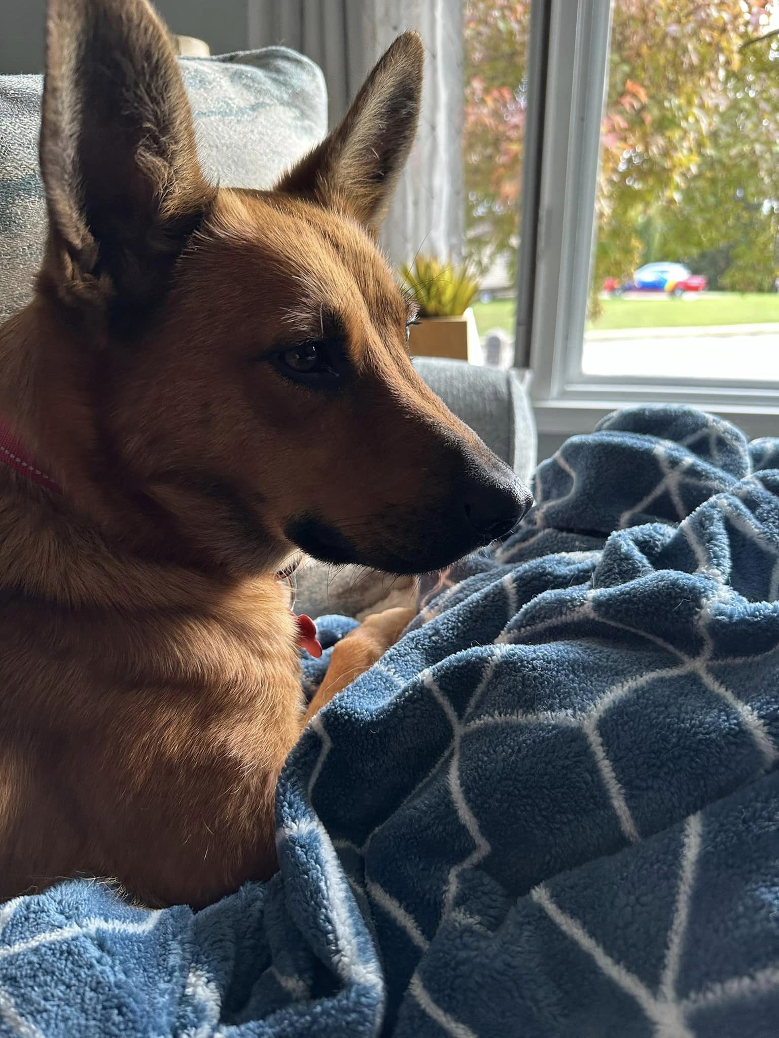 Dog for Adoption - Cece, a German Shepherd Dog in Beaver Dam, WI ...
