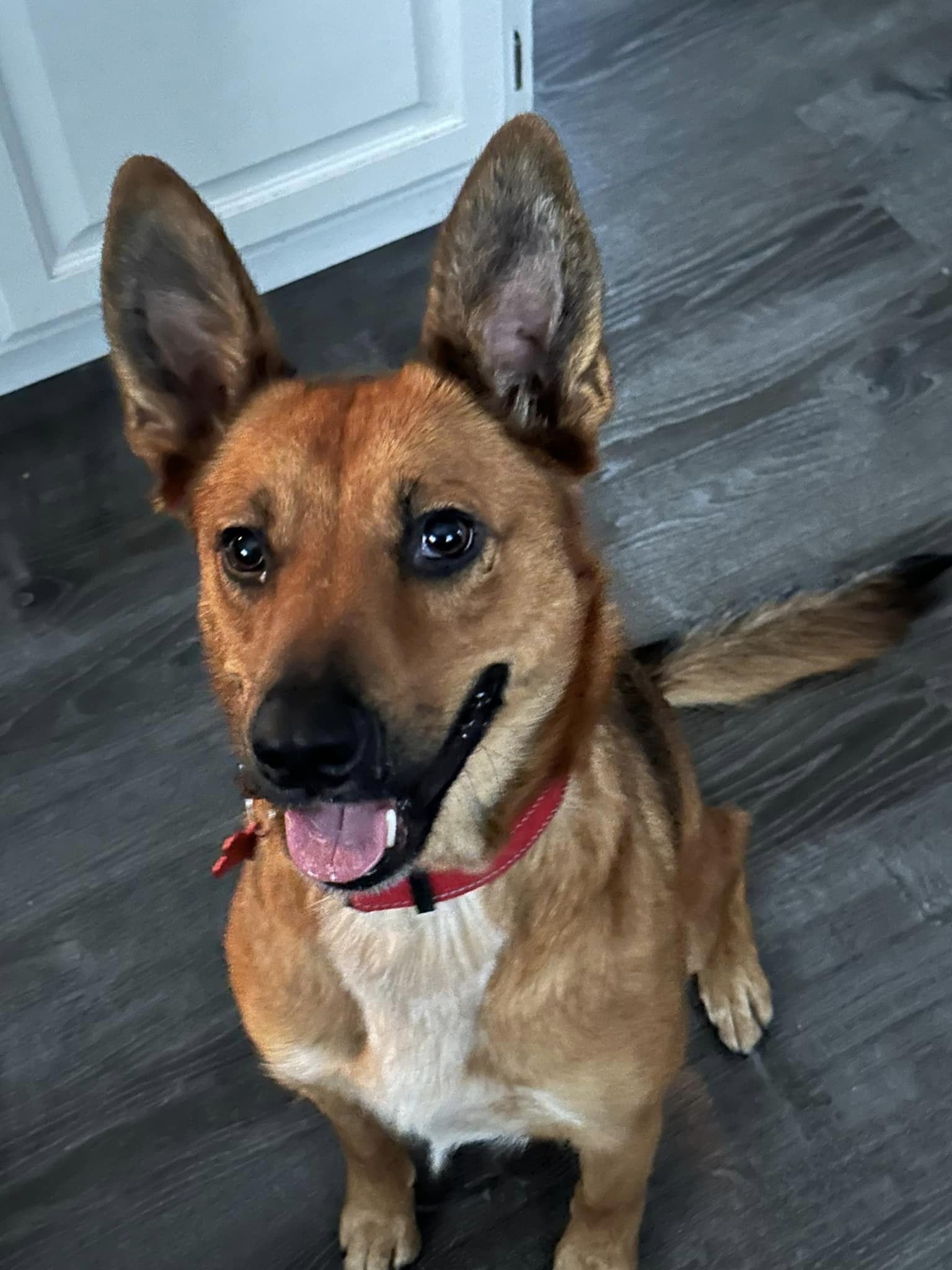 Dog for Adoption - Cece, a German Shepherd Dog in Beaver Dam, WI ...