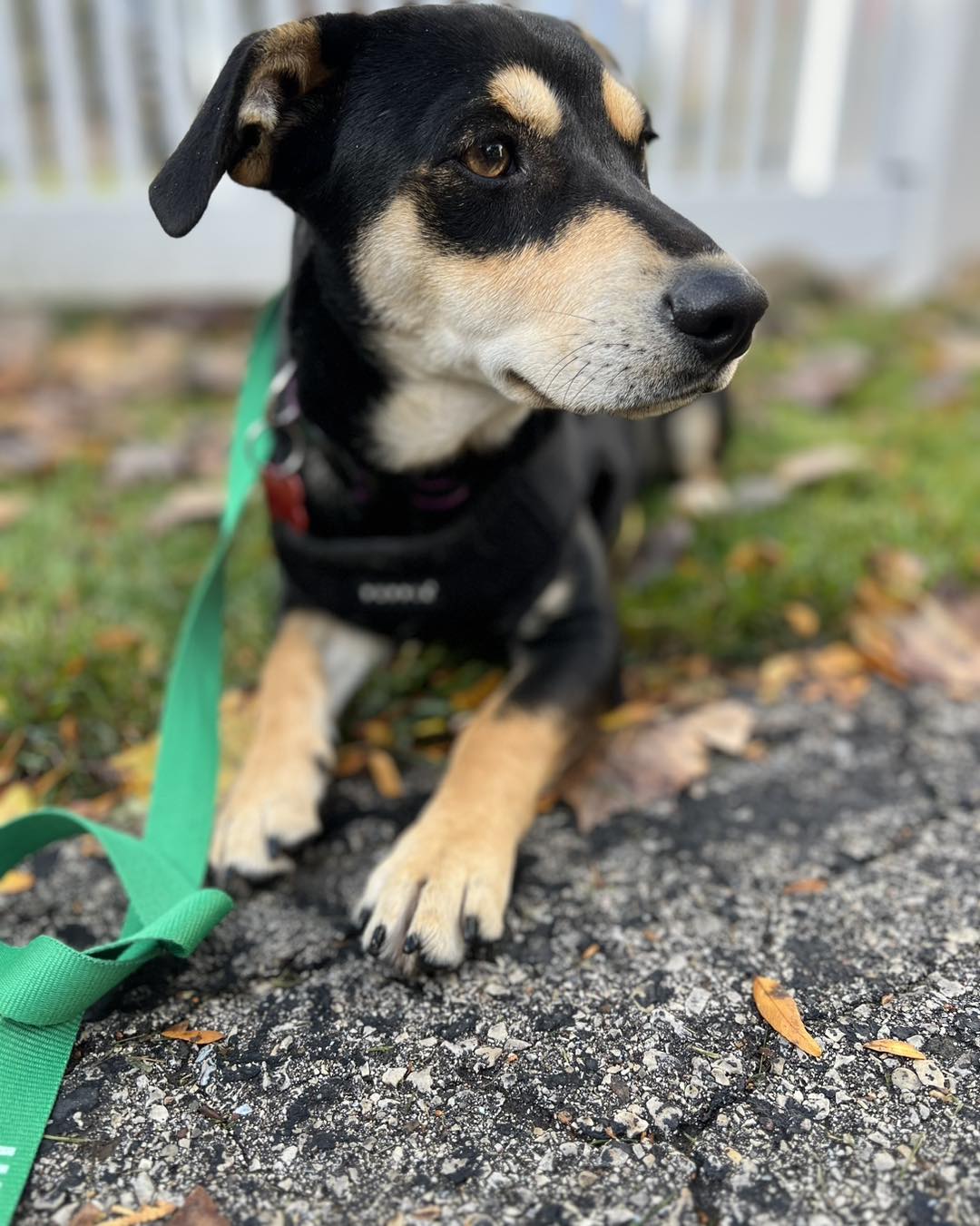 Dog for Adoption - Snoopy - PENDING, a Dachshund in Waukesha County, WI ...