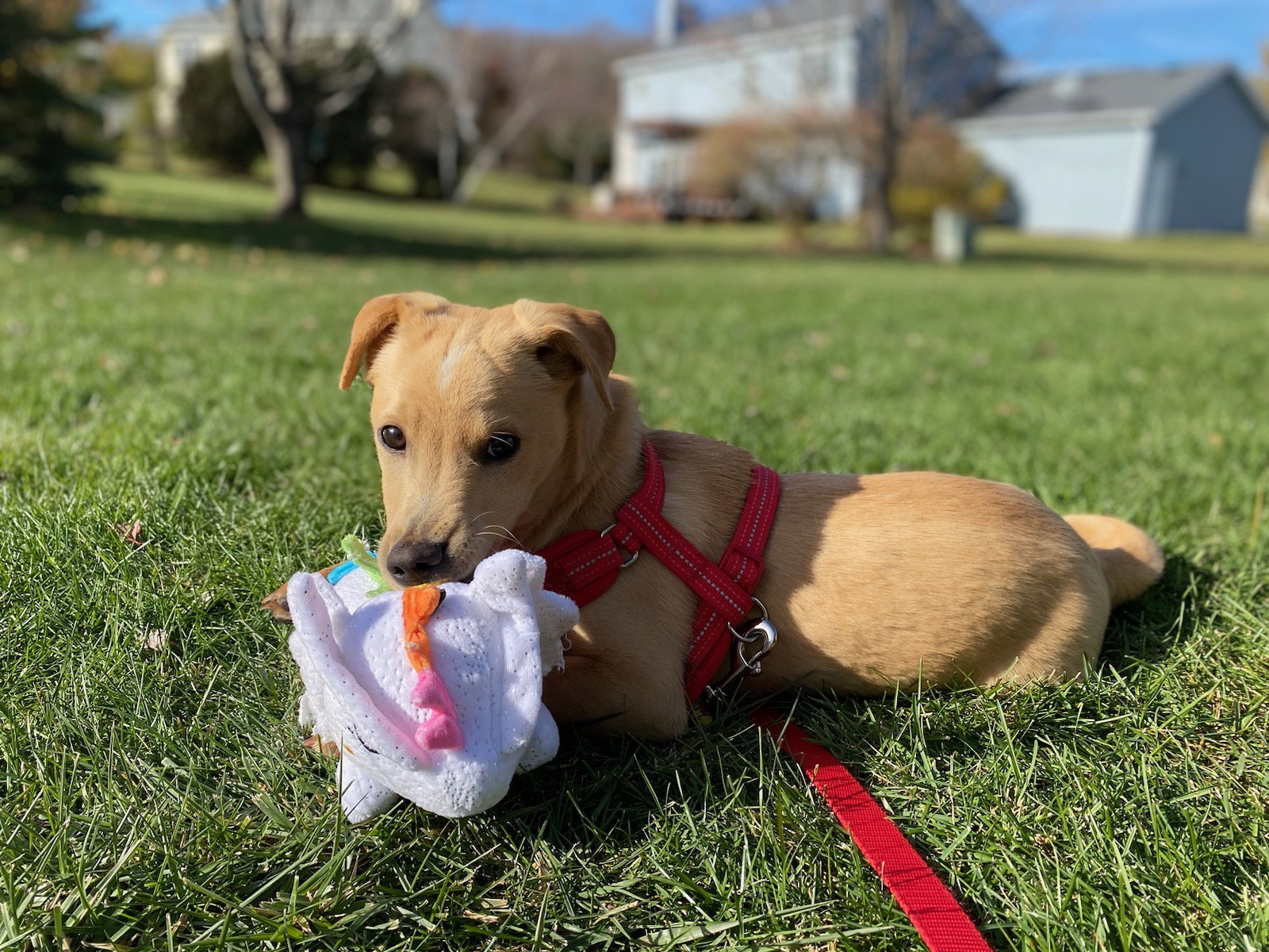 Dog for Adoption - Luke, a Labrador Retriever in West Allis, WI | Alpha Paw