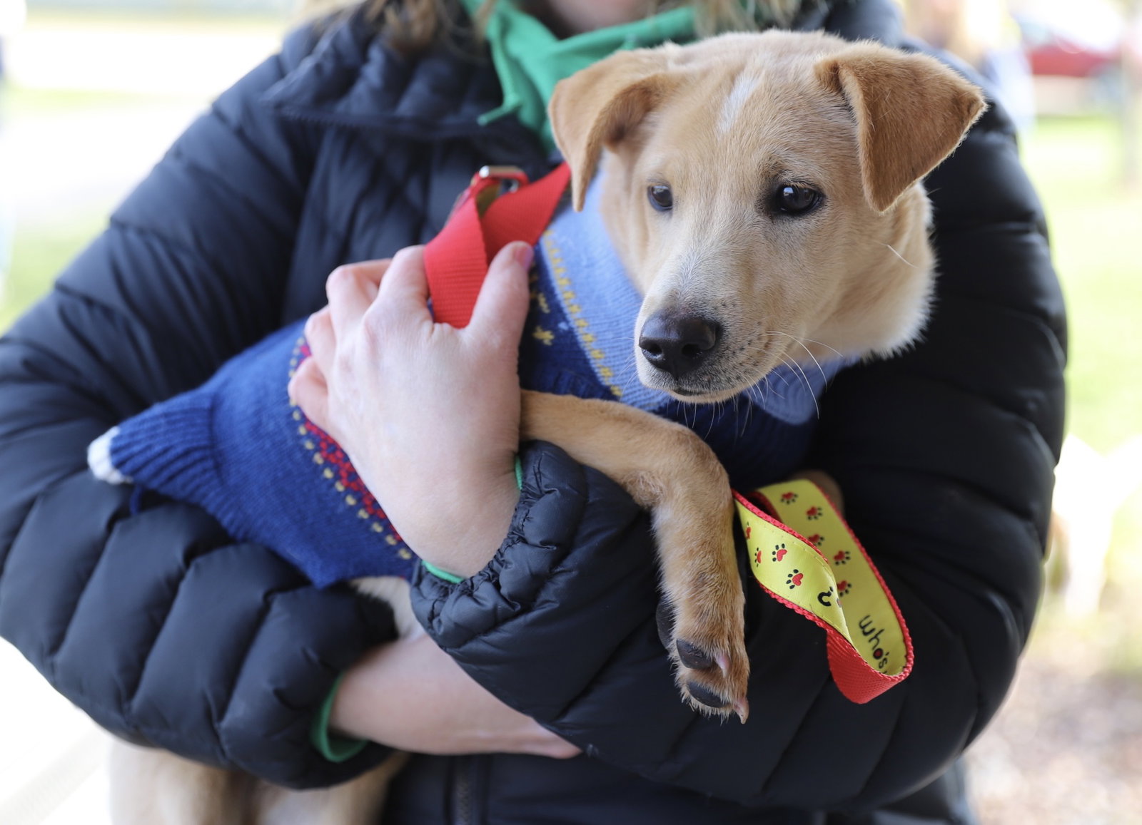 Dog for Adoption - Luke, a Labrador Retriever in West Allis, WI | Alpha Paw