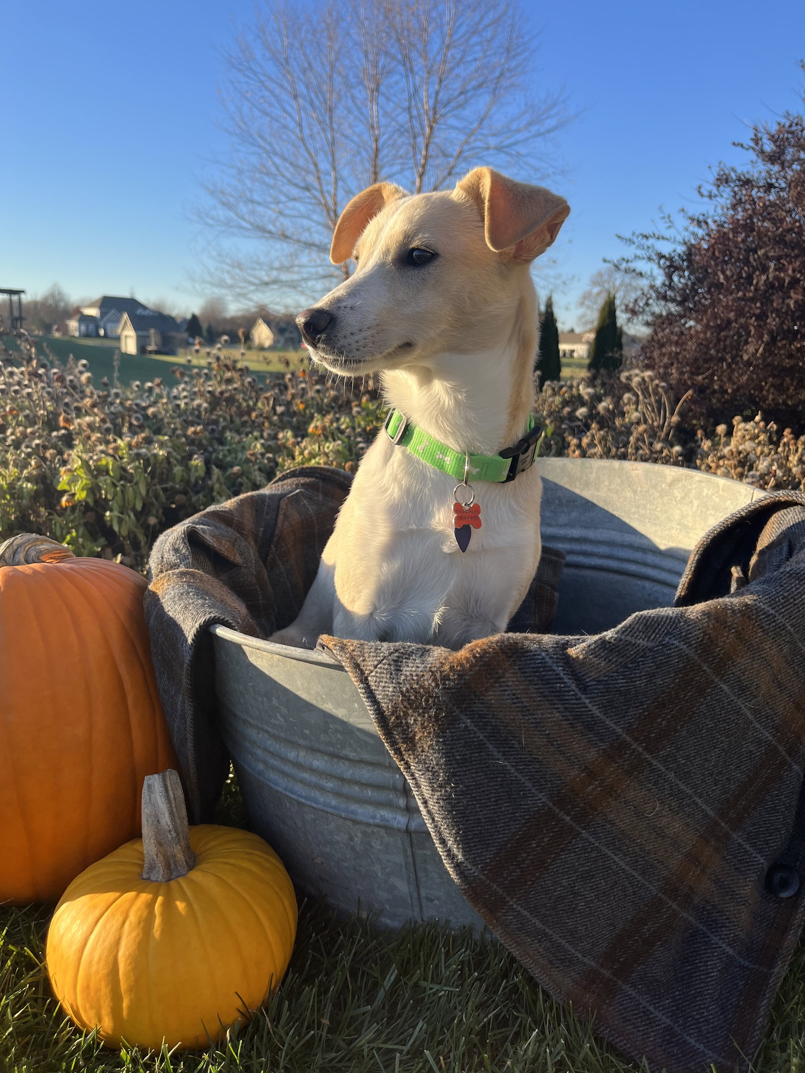 Dog for Adoption - Rory - PENDING, a Labrador Retriever in Big Bend, WI ...