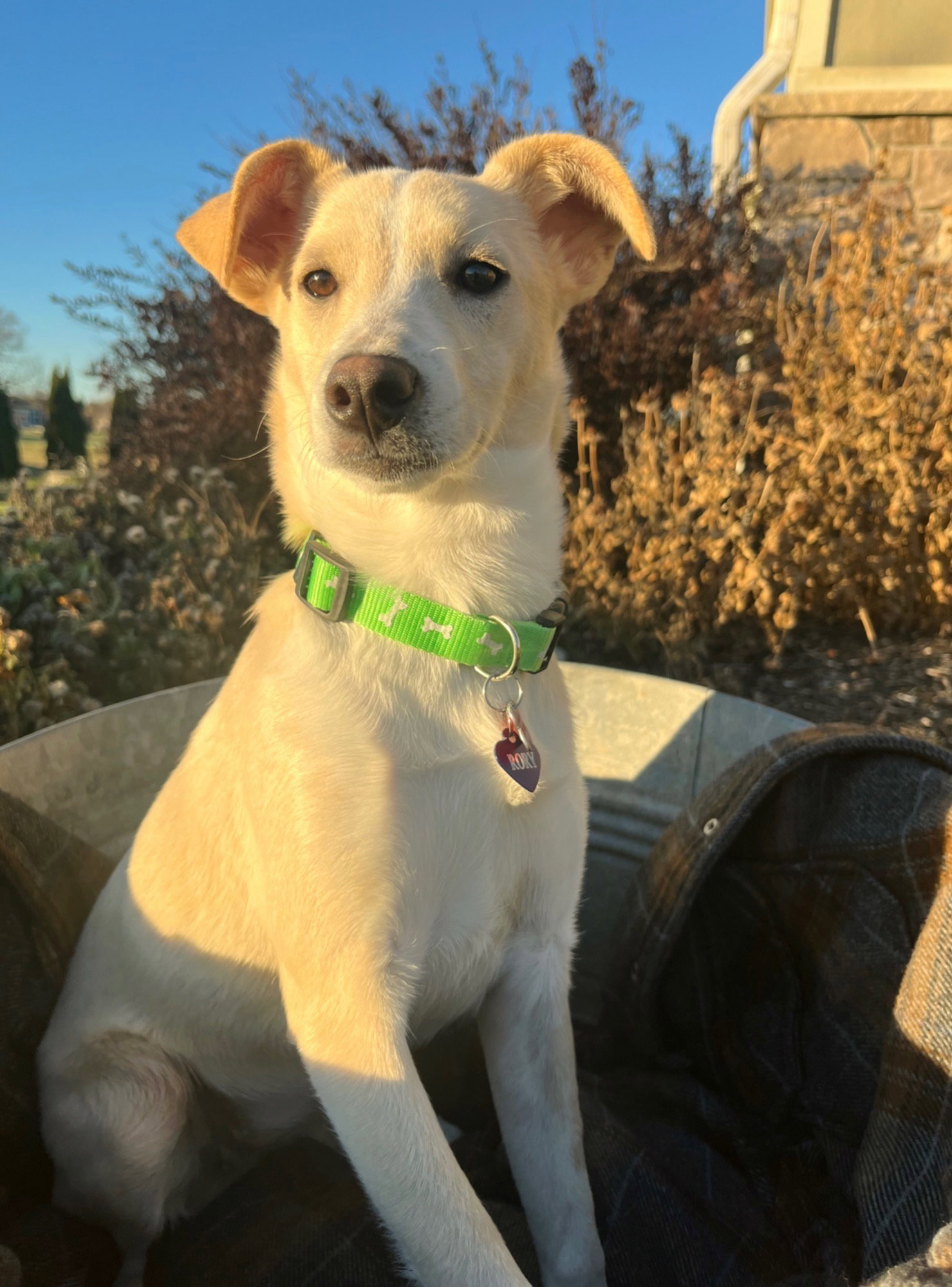 Dog for Adoption - Rory - PENDING, a Labrador Retriever in Big Bend, WI ...