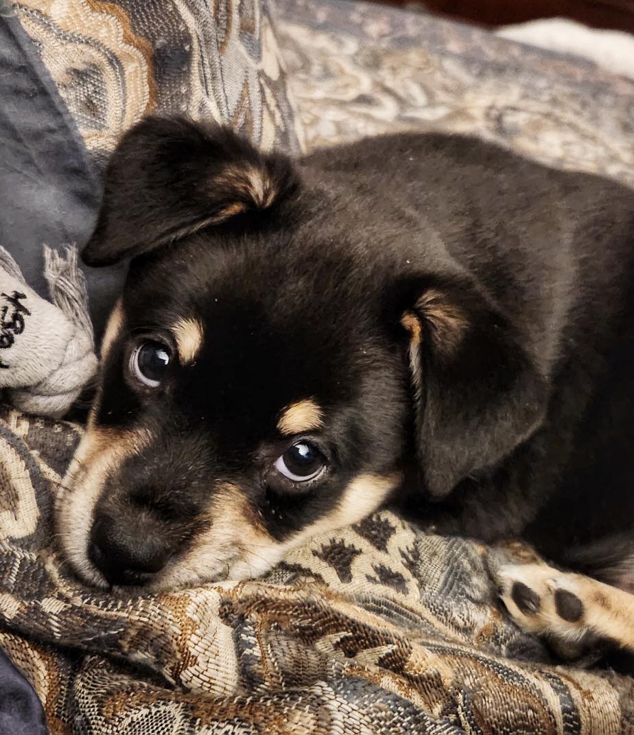 Dog for Adoption - Wade, a Dachshund in Fond Du Lac, WI | Alpha Paw
