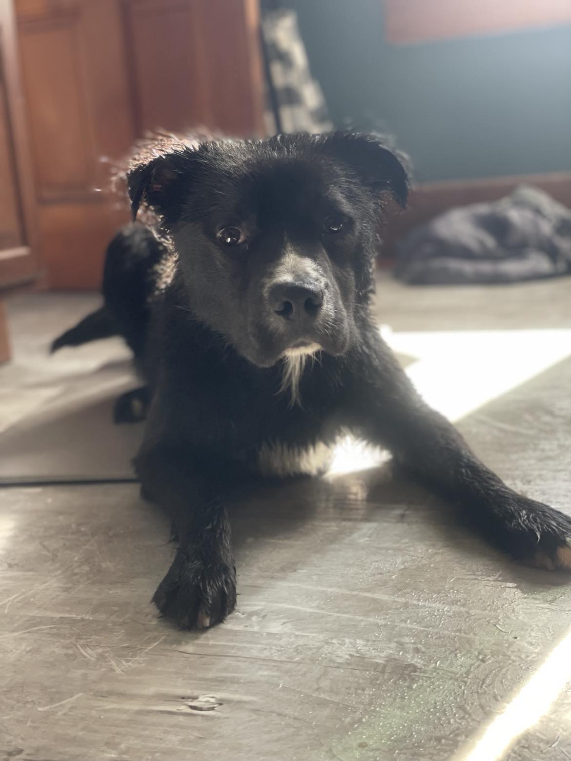 Dog for Adoption - Floyd, a Australian Shepherd in Fond Du Lac, WI ...