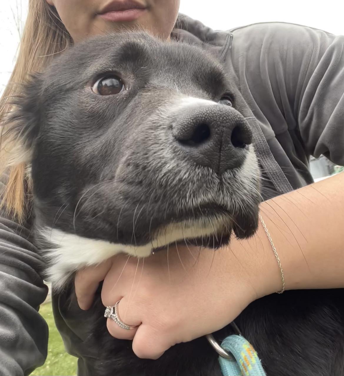Dog for Adoption - Floyd, a Australian Shepherd in Fond Du Lac, WI ...