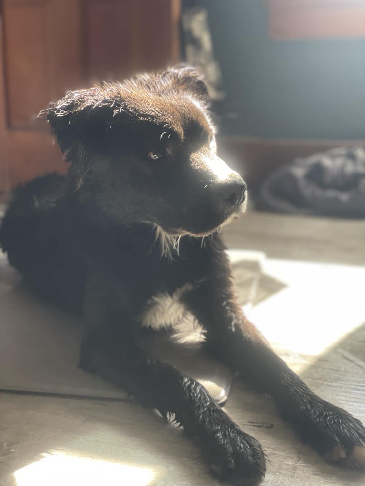 Dog for Adoption - Floyd, a Australian Shepherd in Fond Du Lac, WI ...