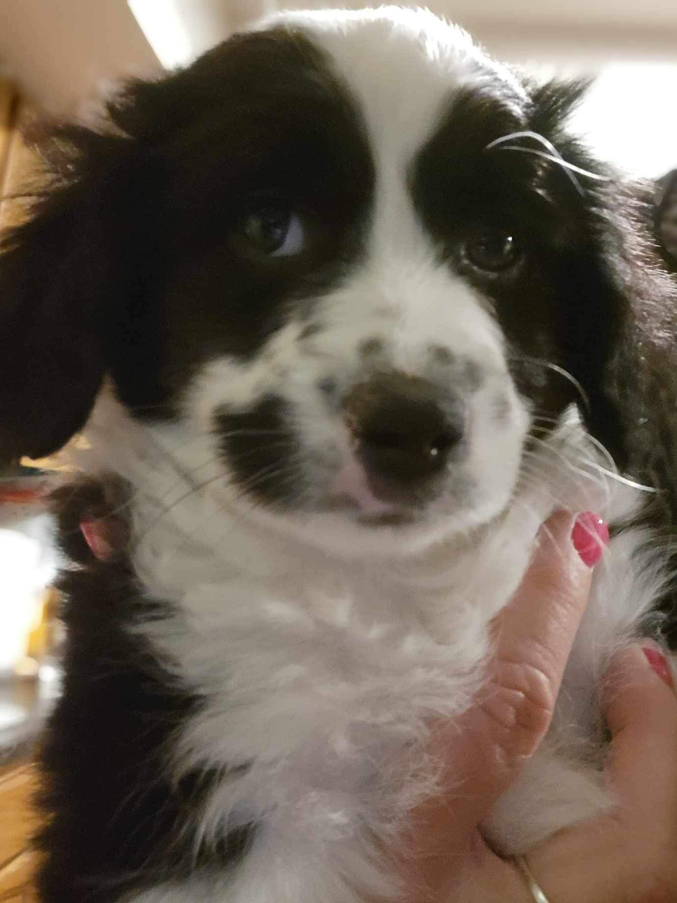 Dog for Adoption - Doc, a Great Pyrenees in Fond Du Lac, WI | Alpha Paw