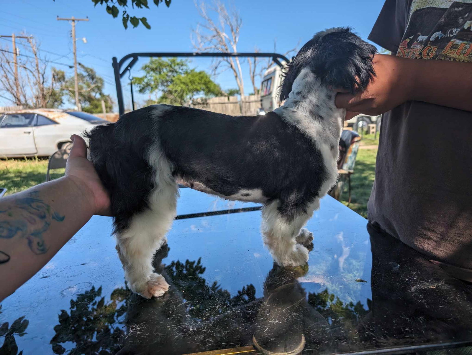 Dog for Adoption - Princess Hope, a Shih Tzu in Fond Du Lac County, WI ...