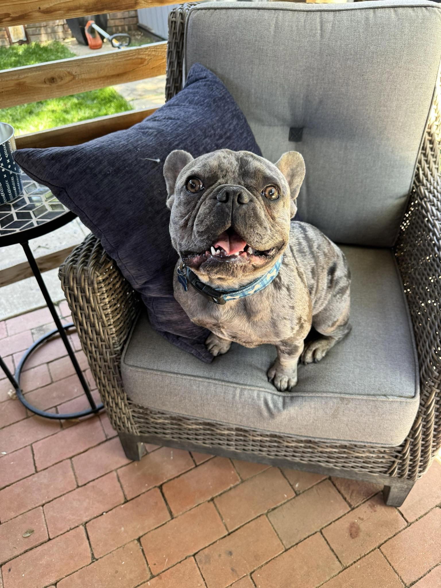 Dog for Adoption - Oscar, a French Bulldog in Beaver Dam, WI | Alpha Paw