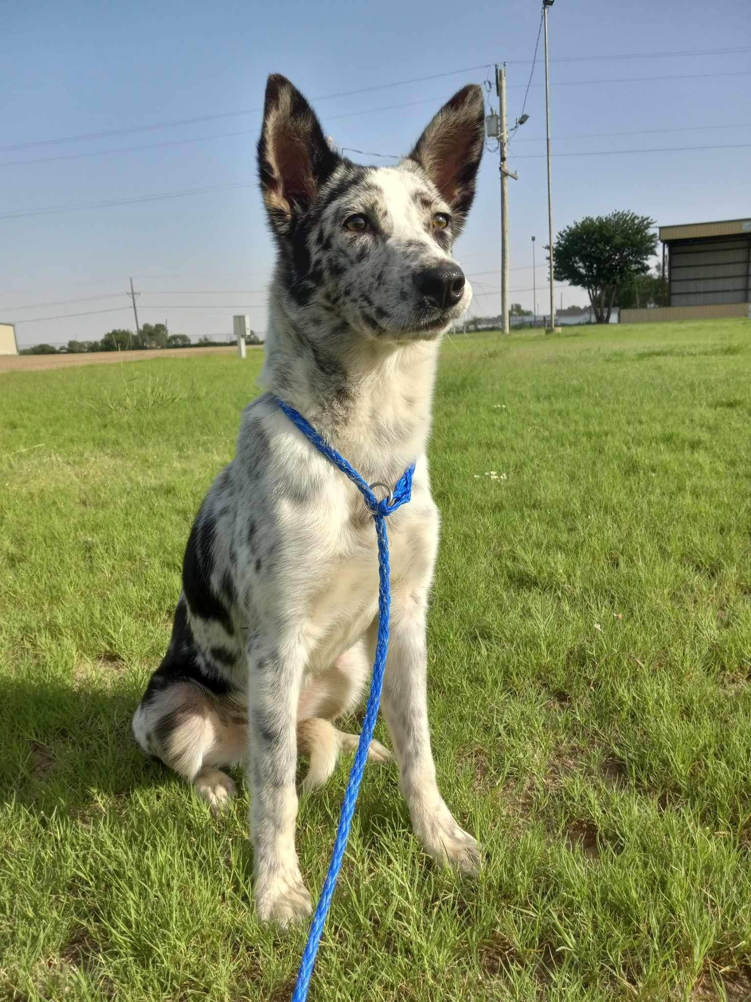 Dog for Adoption - Sponsor of FOSTER ME - Kylo, a Australian Cattle Dog ...