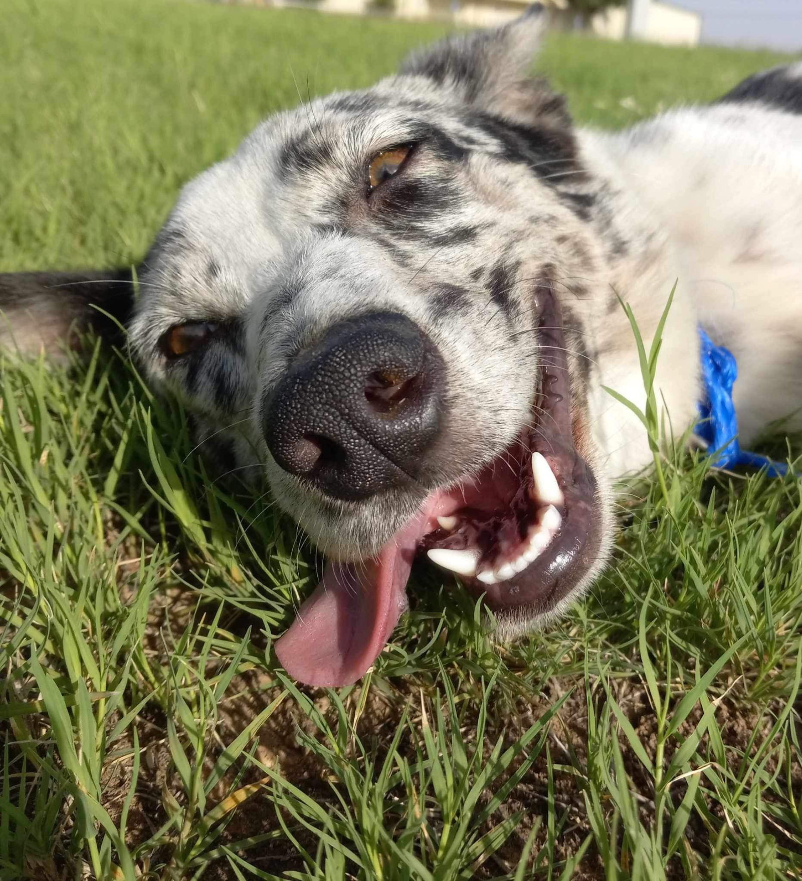 Dog for Adoption - Sponsor of FOSTER ME - Kylo, a Australian Cattle Dog ...