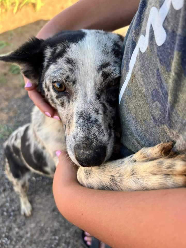 Dog for Adoption - Sponsor of FOSTER ME - Kylo, a Australian Cattle Dog ...
