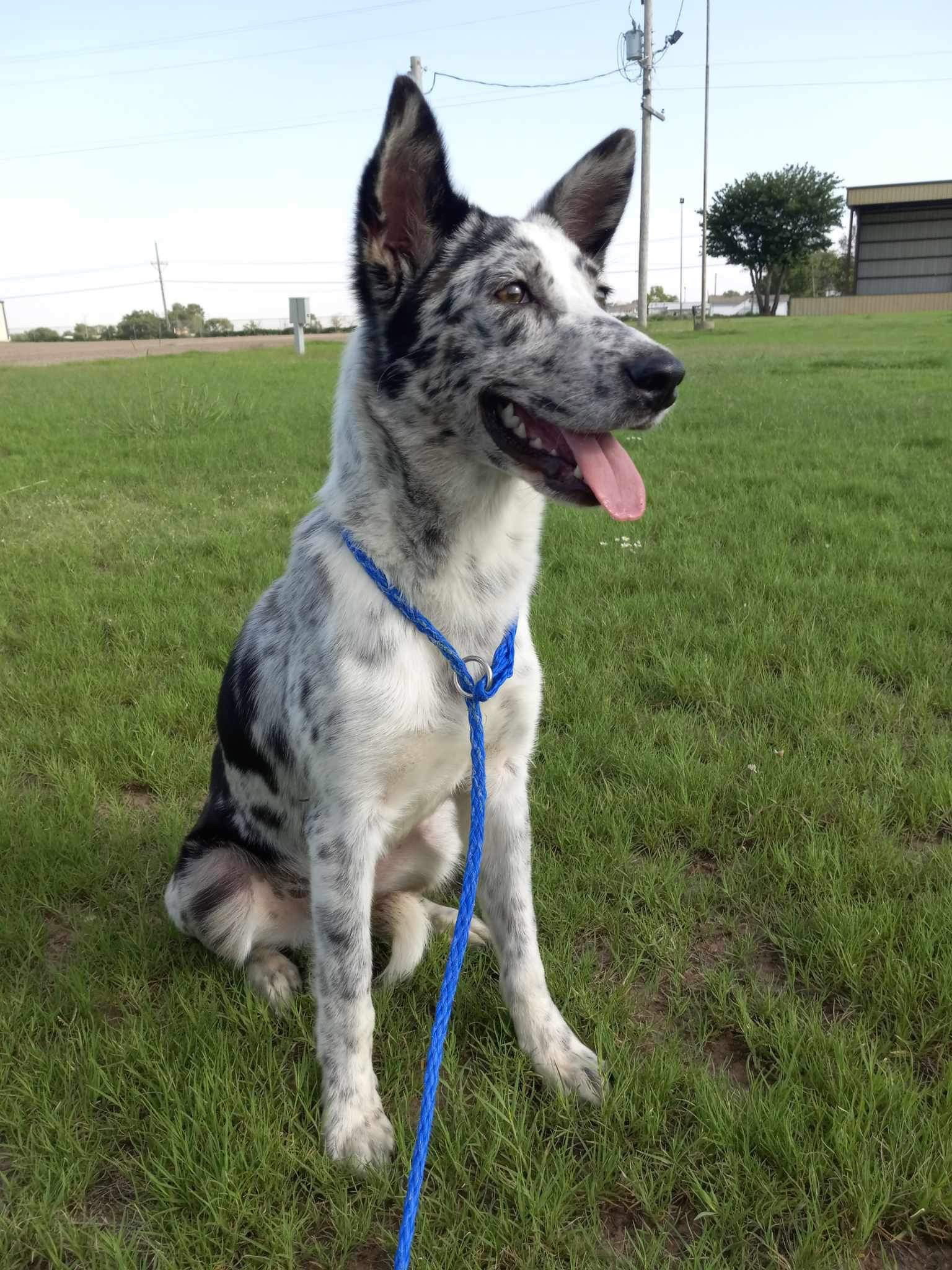 Dog for Adoption - Sponsor of FOSTER ME - Kylo, a Australian Cattle Dog ...