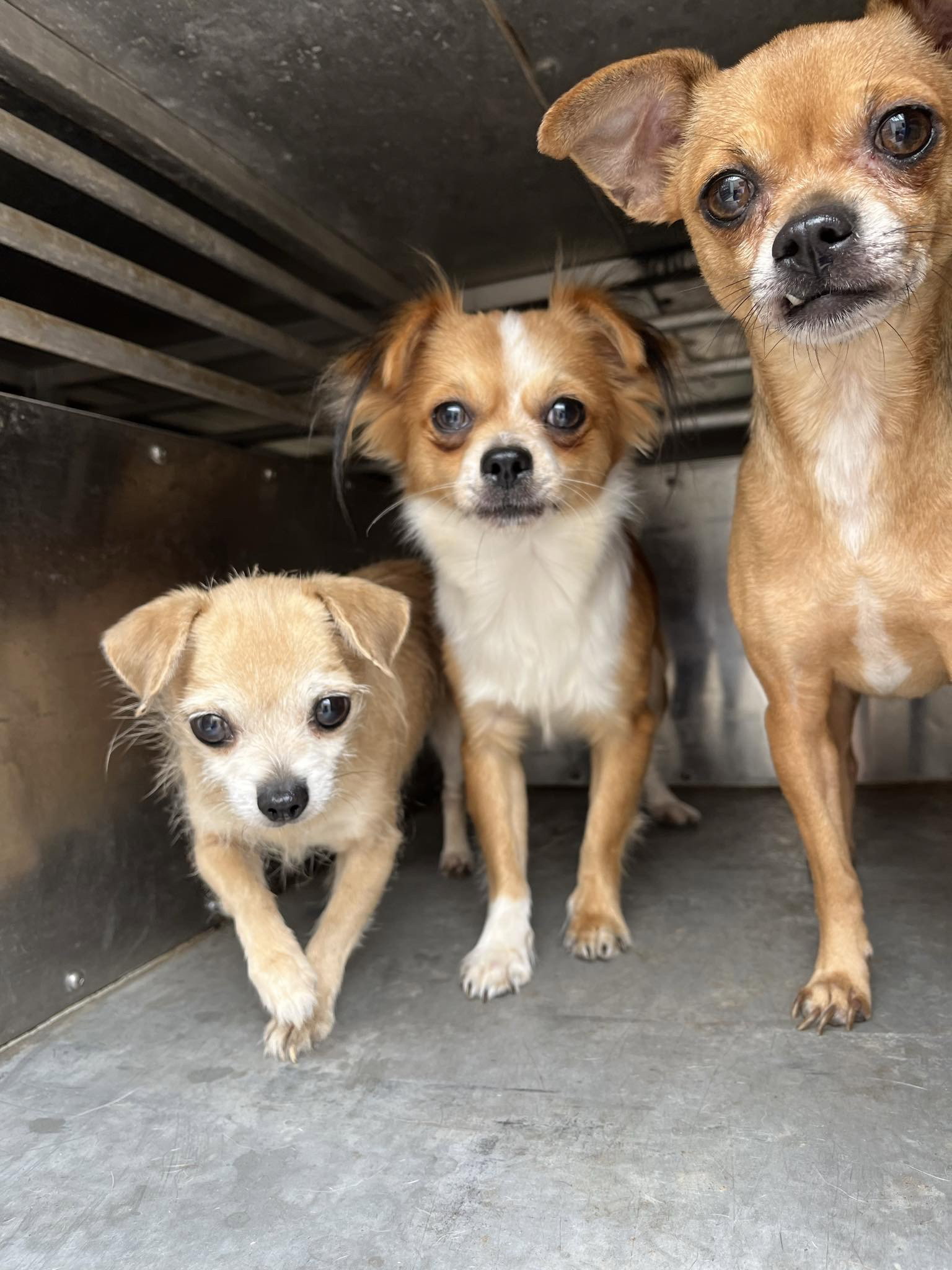 Dog for Adoption - SPONSOR ME - Alvin, a Chihuahua in Fond Du Lac, WI ...