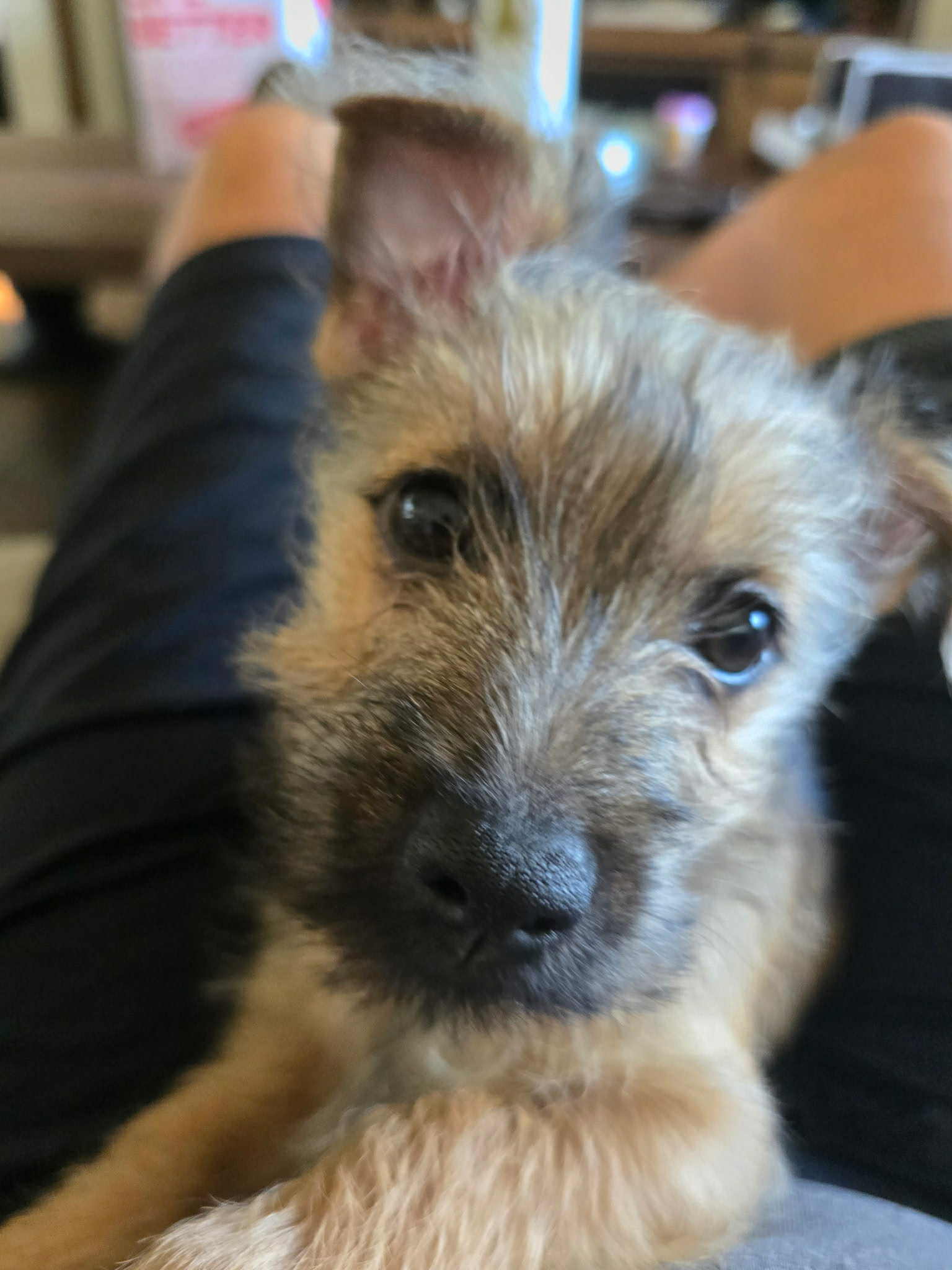 Dog for Adoption - Maverick - 08/18/25, a Shih Tzu in West Bend, WI ...