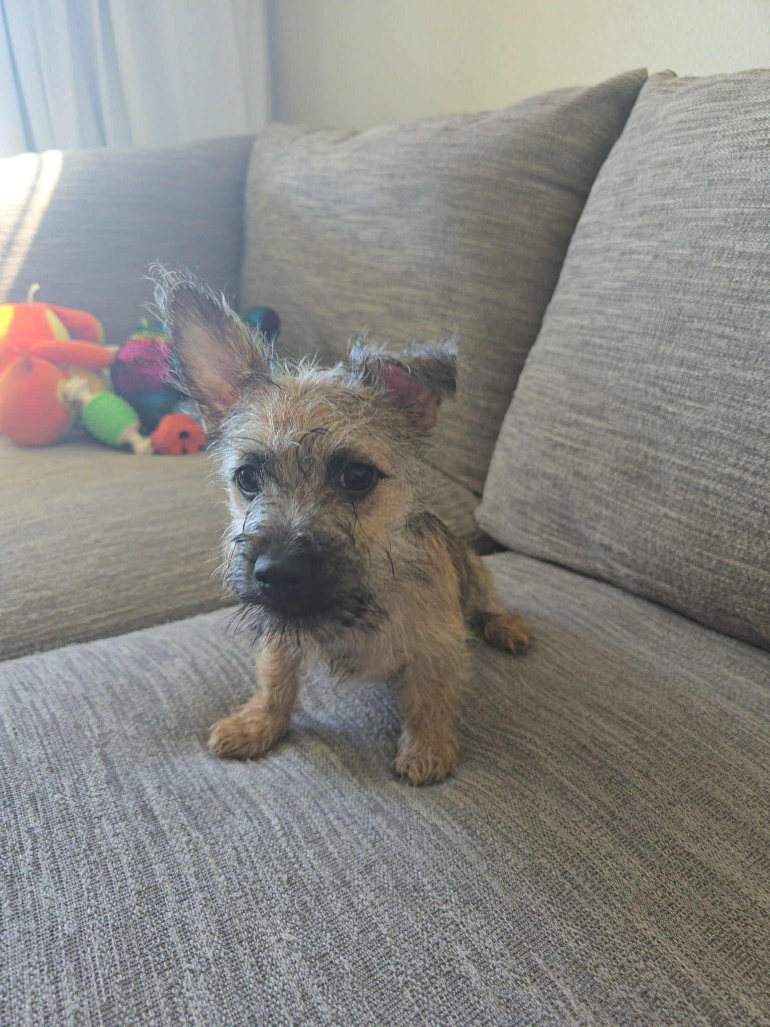 Dog for Adoption - Maverick - 08/18/25, a Shih Tzu in West Bend, WI ...