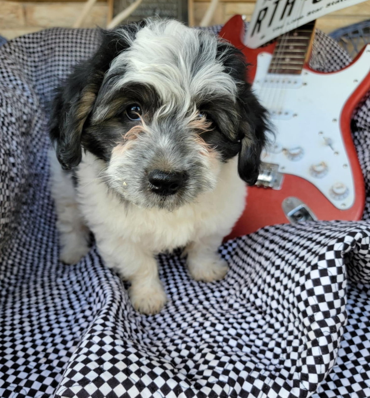 Dog adoption in Grafton, WI 53024: Australian Shepherd / Maltese ...