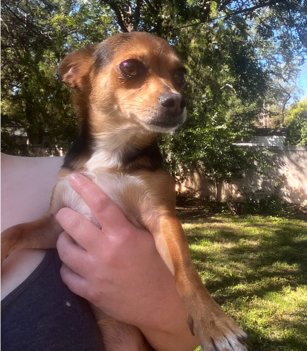 Dog for Adoption - Maple - ADOPTION IN PROCESS, a Chihuahua in ...