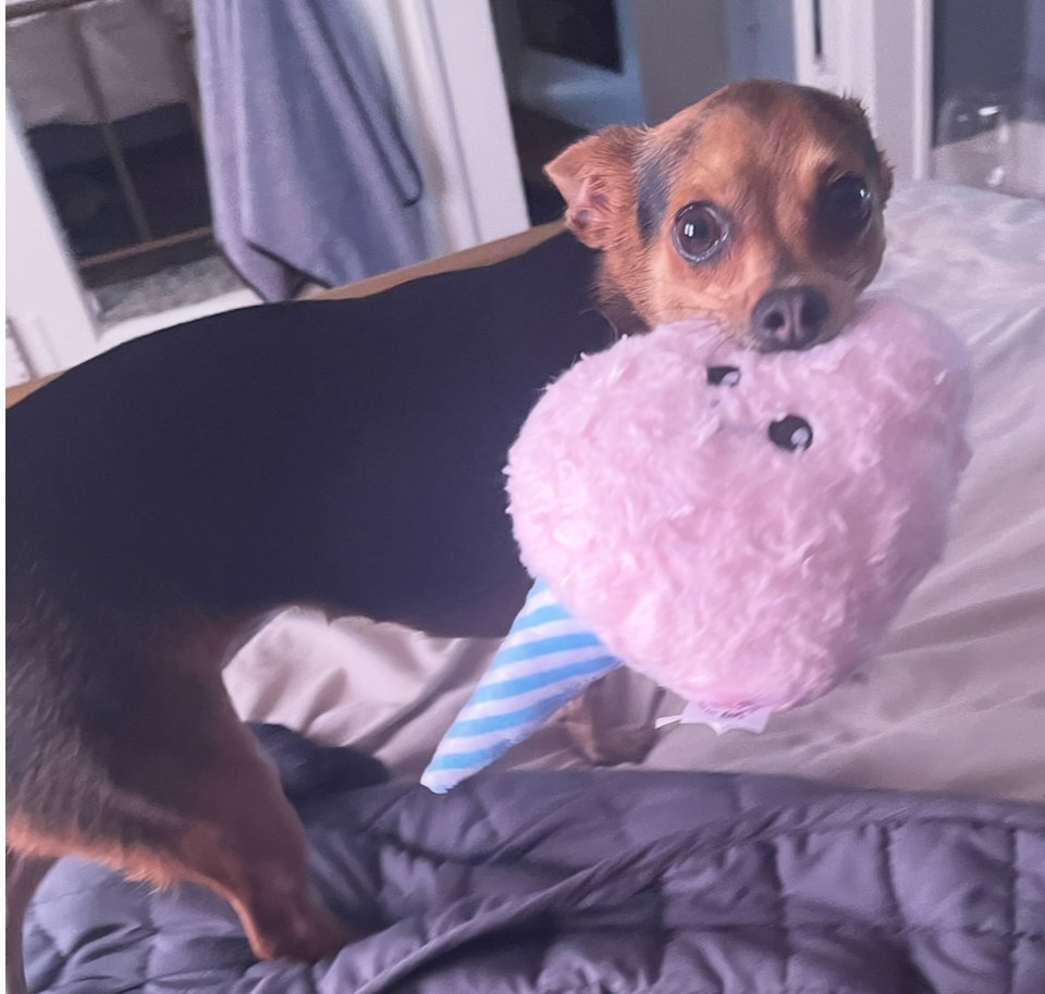 Dog for Adoption - Maple - ADOPTION IN PROCESS, a Chihuahua in ...