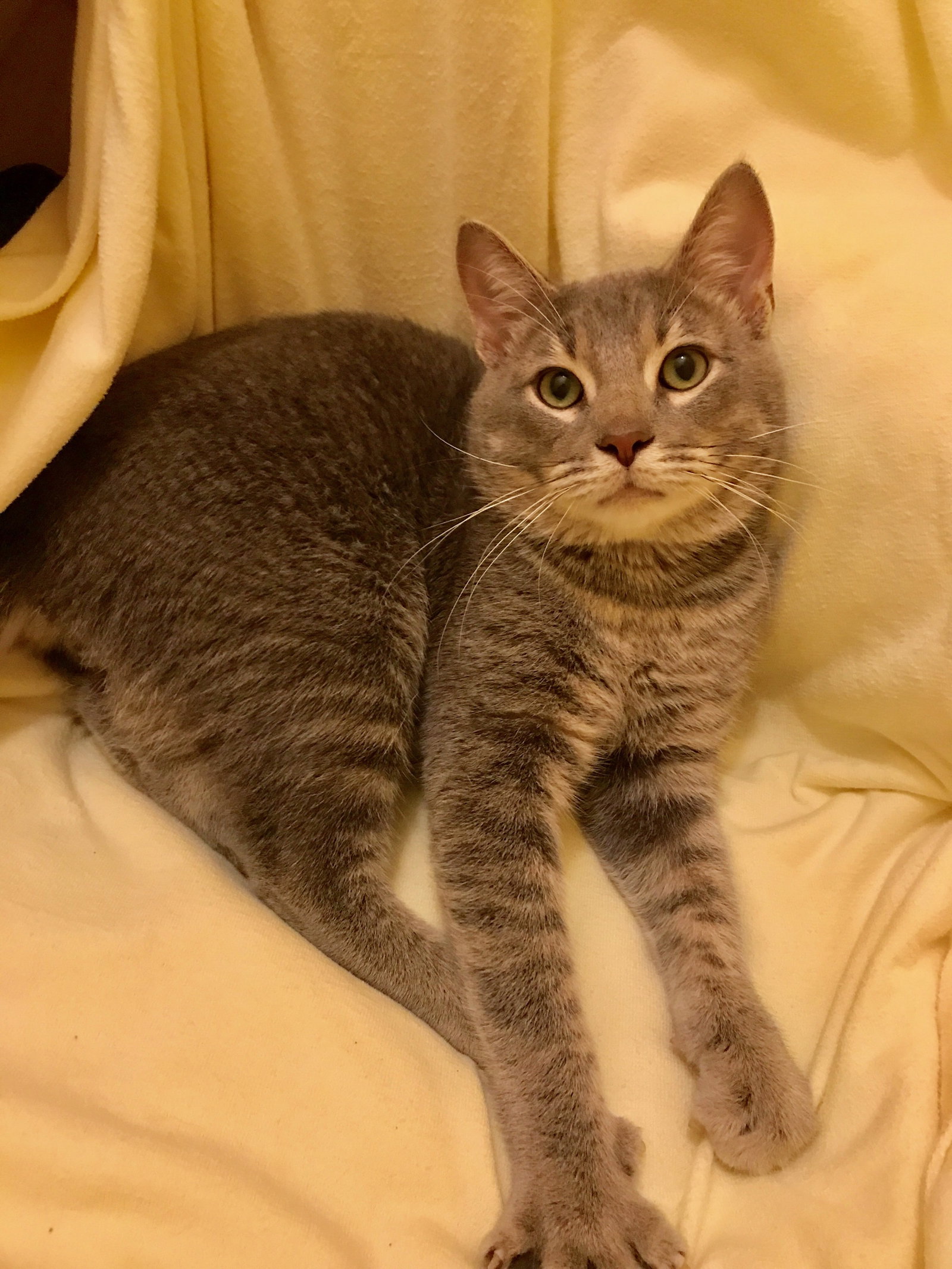 Adopt Spirit the "Biscuit Maker" from cats-can inc in Oviedo Fl!