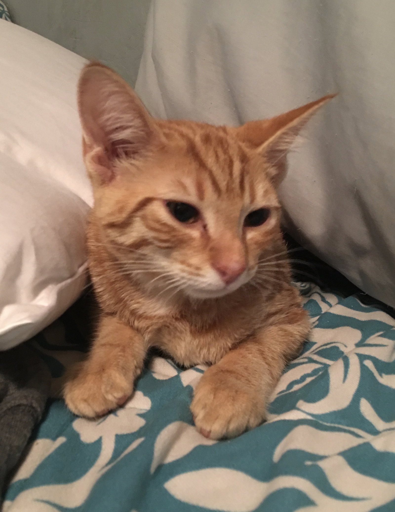 Adopt Matrix the Orange Sweetheart from cats-can inc in Oviedo Fl!