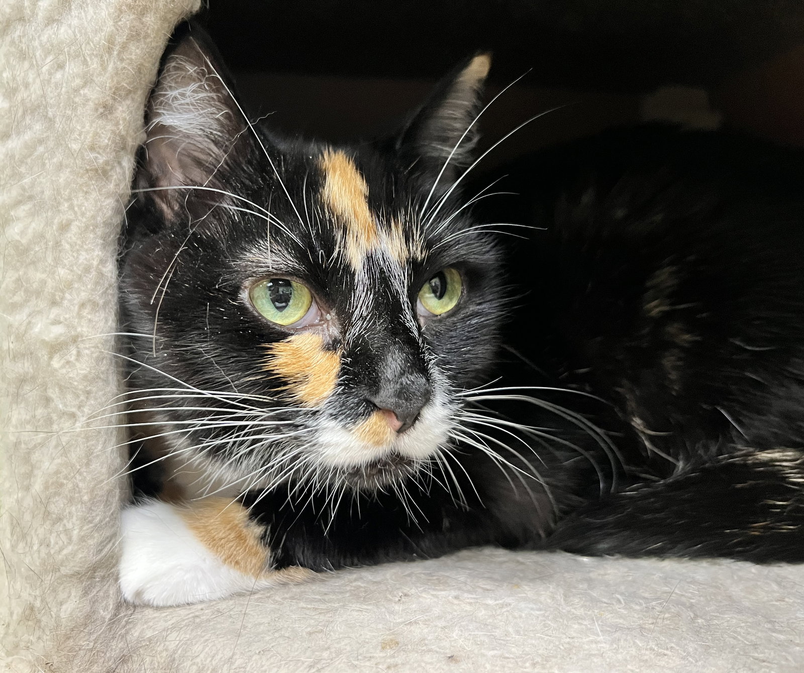 Adopt Snickerdoodle from cats-can inc in Oviedo Fl!