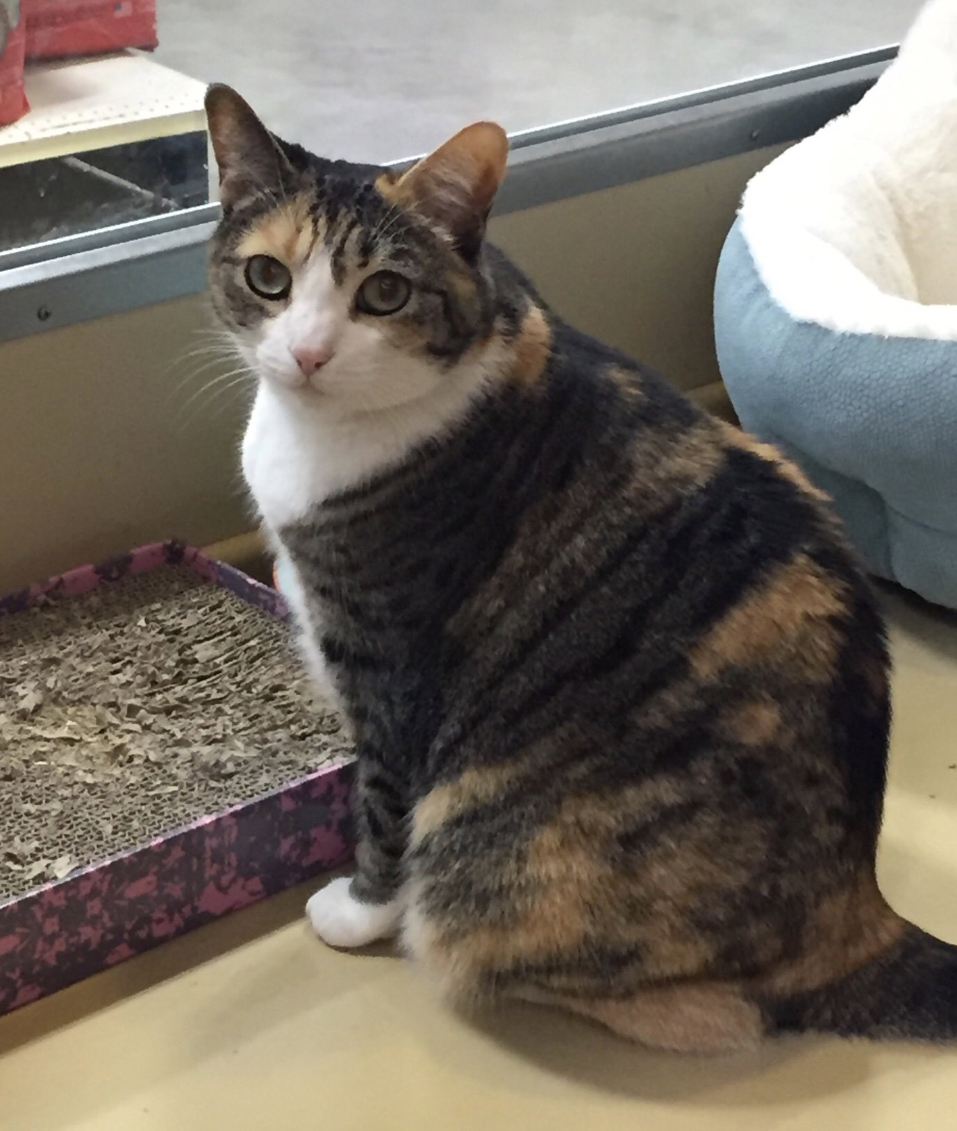 Adopt Molly the Gorgeous Calico from cats-can inc in Oviedo Fl!