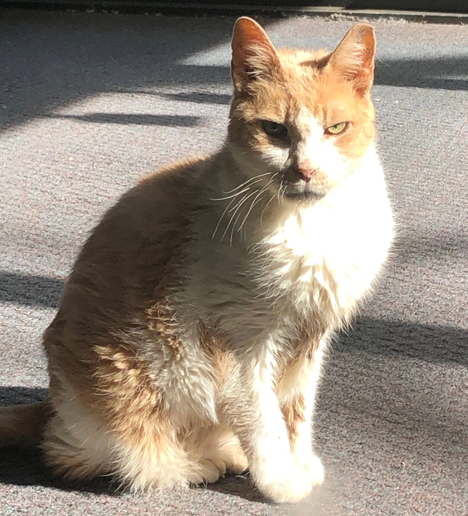 Adopt Matty the sweet declawed lap kitty from cats-can inc in Oviedo Fl!