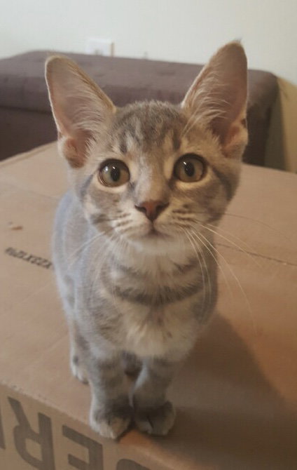 Adopt Pinto from cats-can inc in Oviedo Fl!