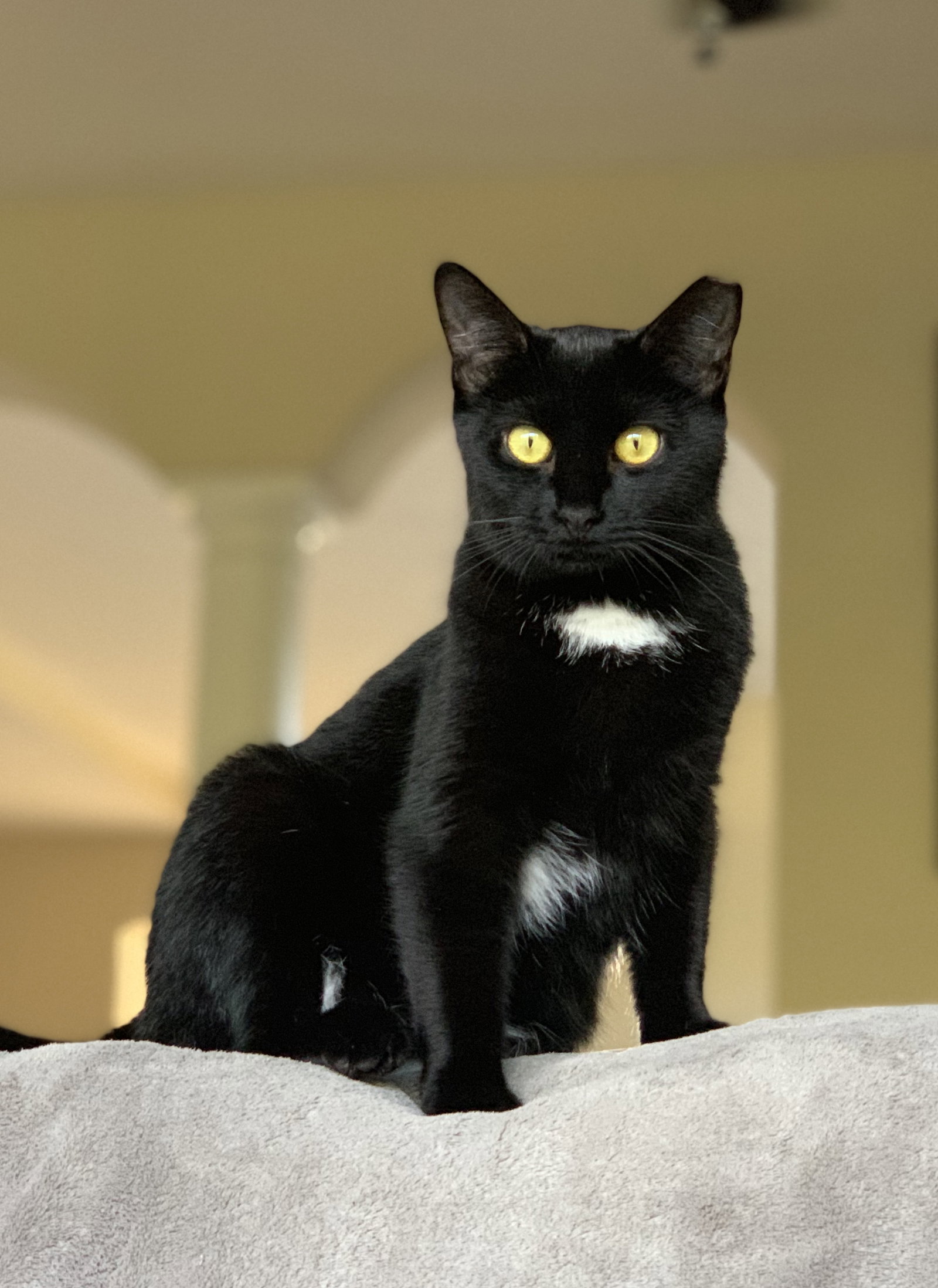 Adopt Smooch from cats-can inc in Oviedo Fl!