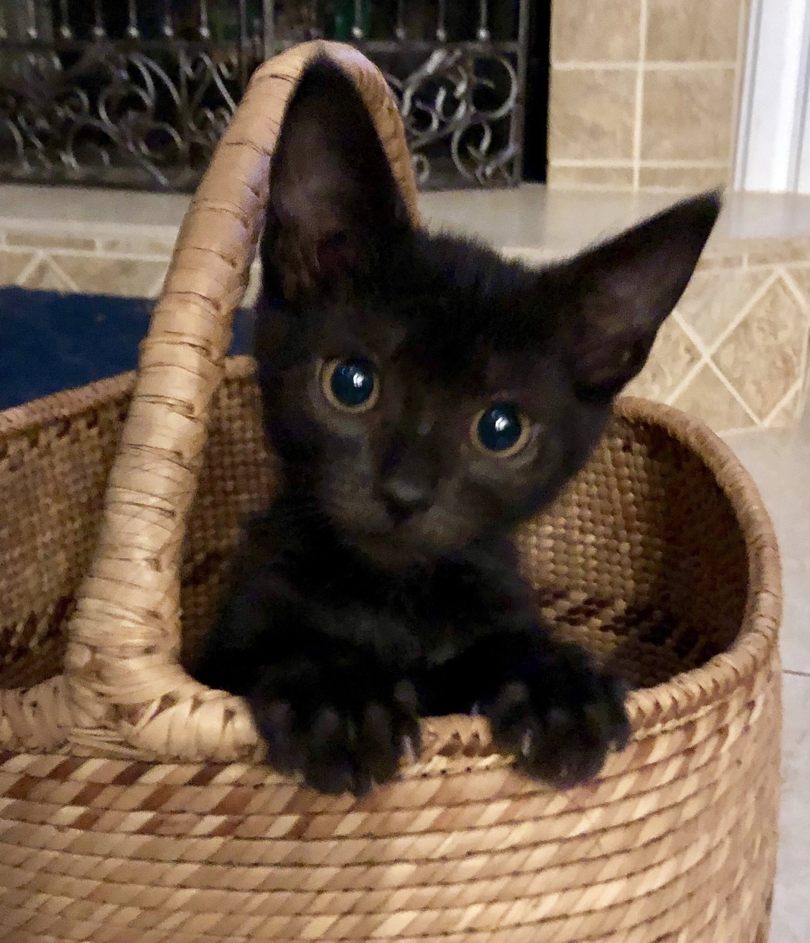 Adopt Slick from cats-can inc in Oviedo Fl!