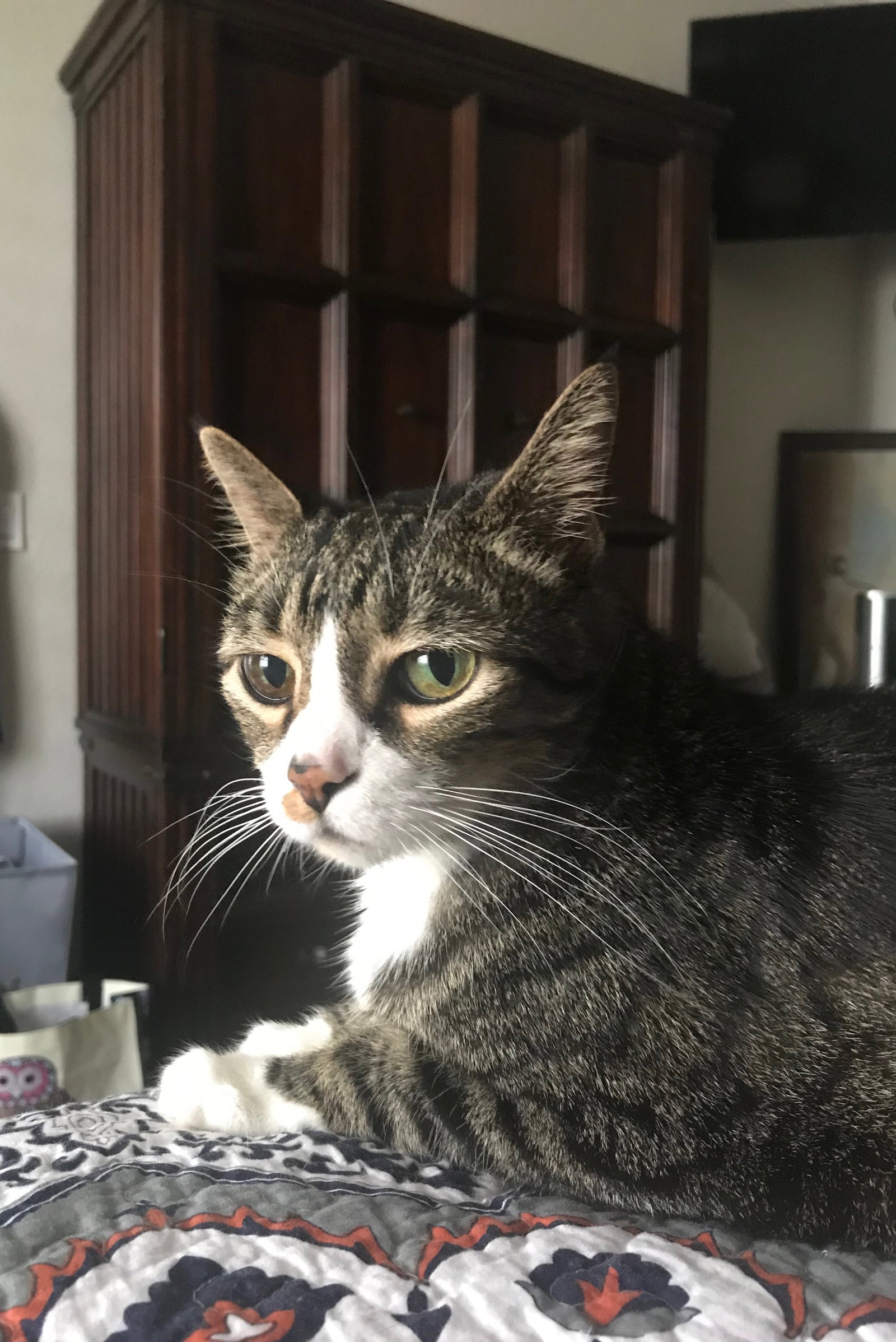 Adopt Griffin the Declawed Senior Boy from cats-can inc in Oviedo Fl!